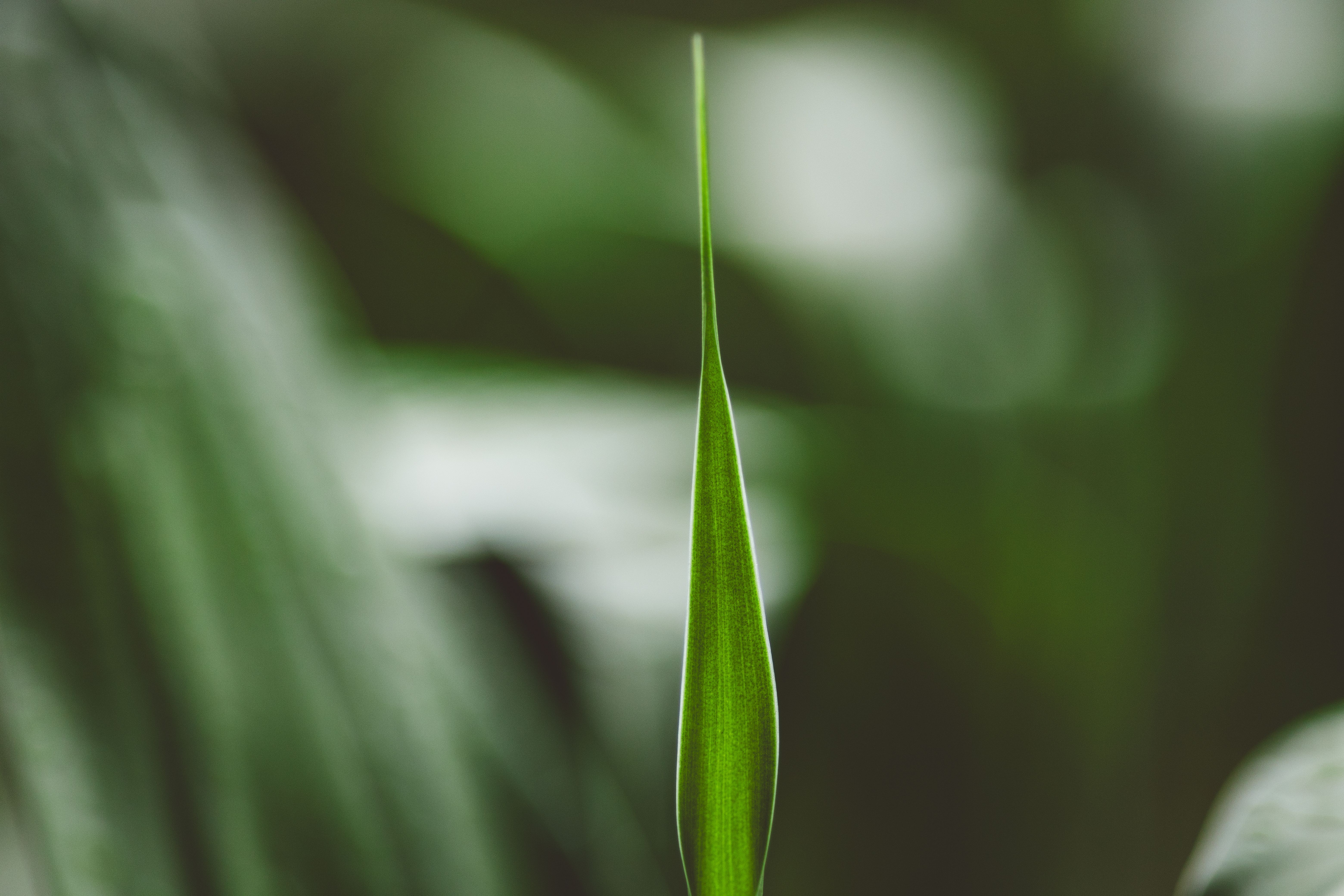 Blade of Grass · Free Stock Photo