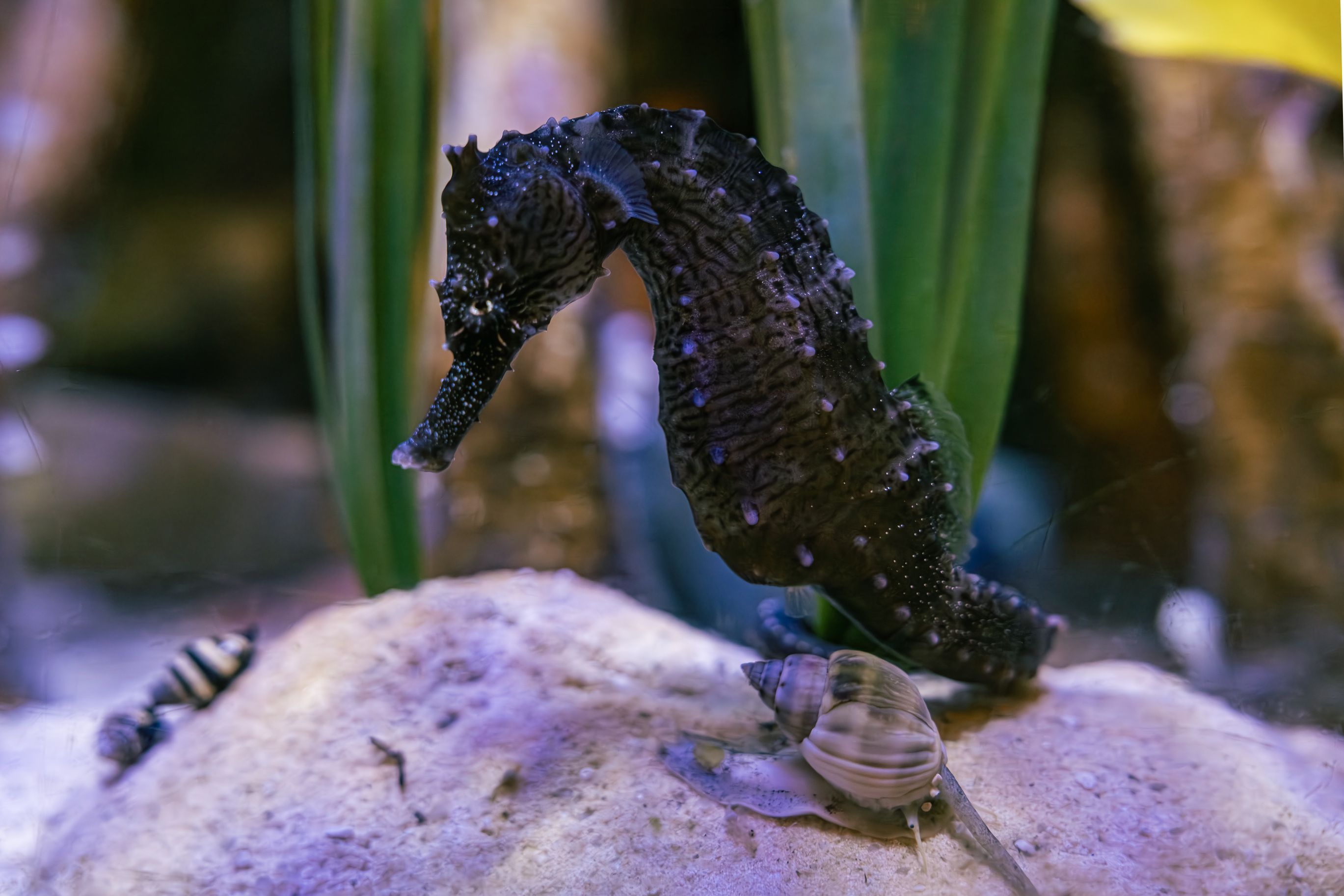 Lined Seahorse in Aquarium · Free Stock Photo
