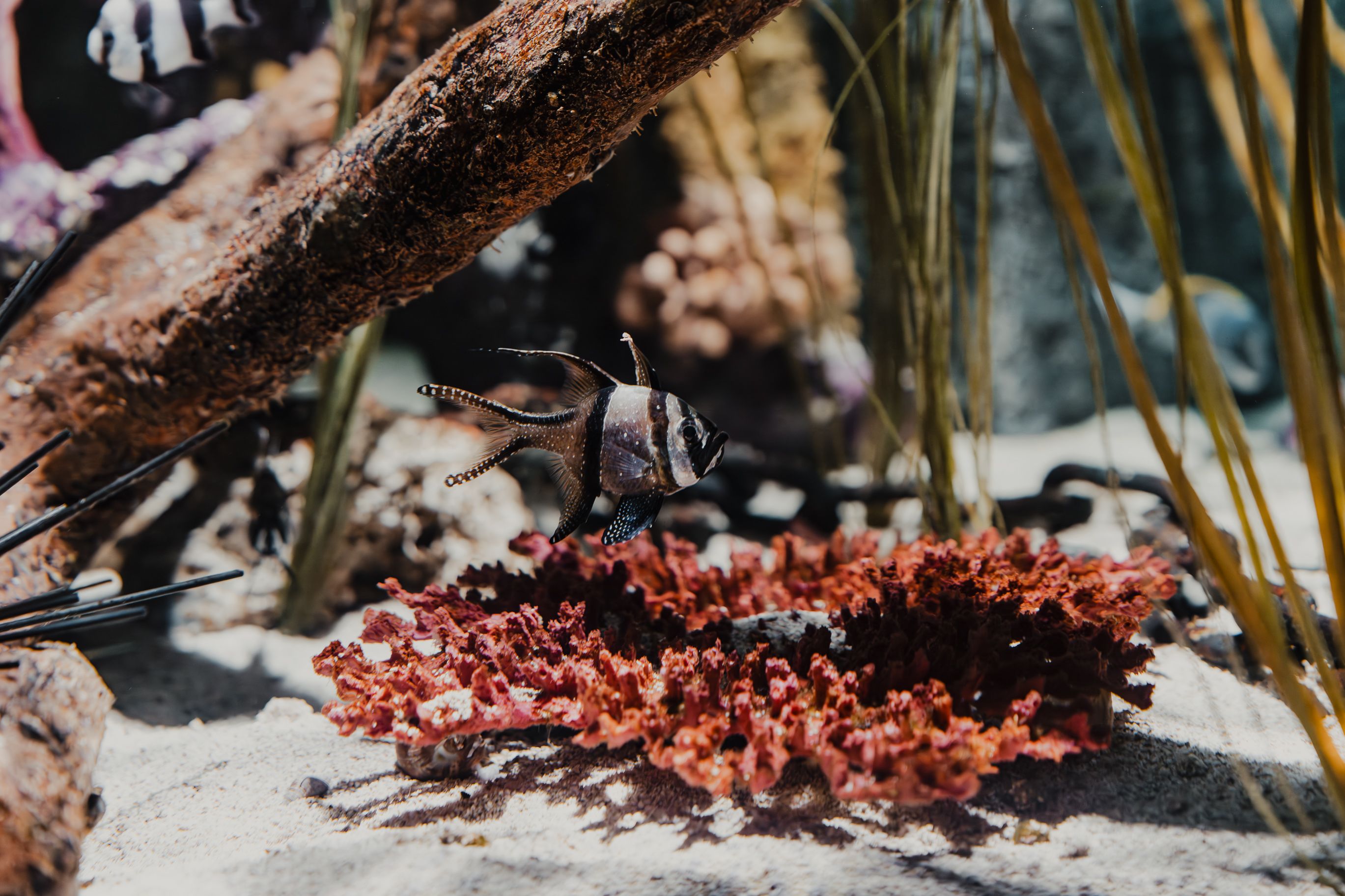 A Close-Up Shot of a Grouper and a French Angelfish · Free Stock Photo