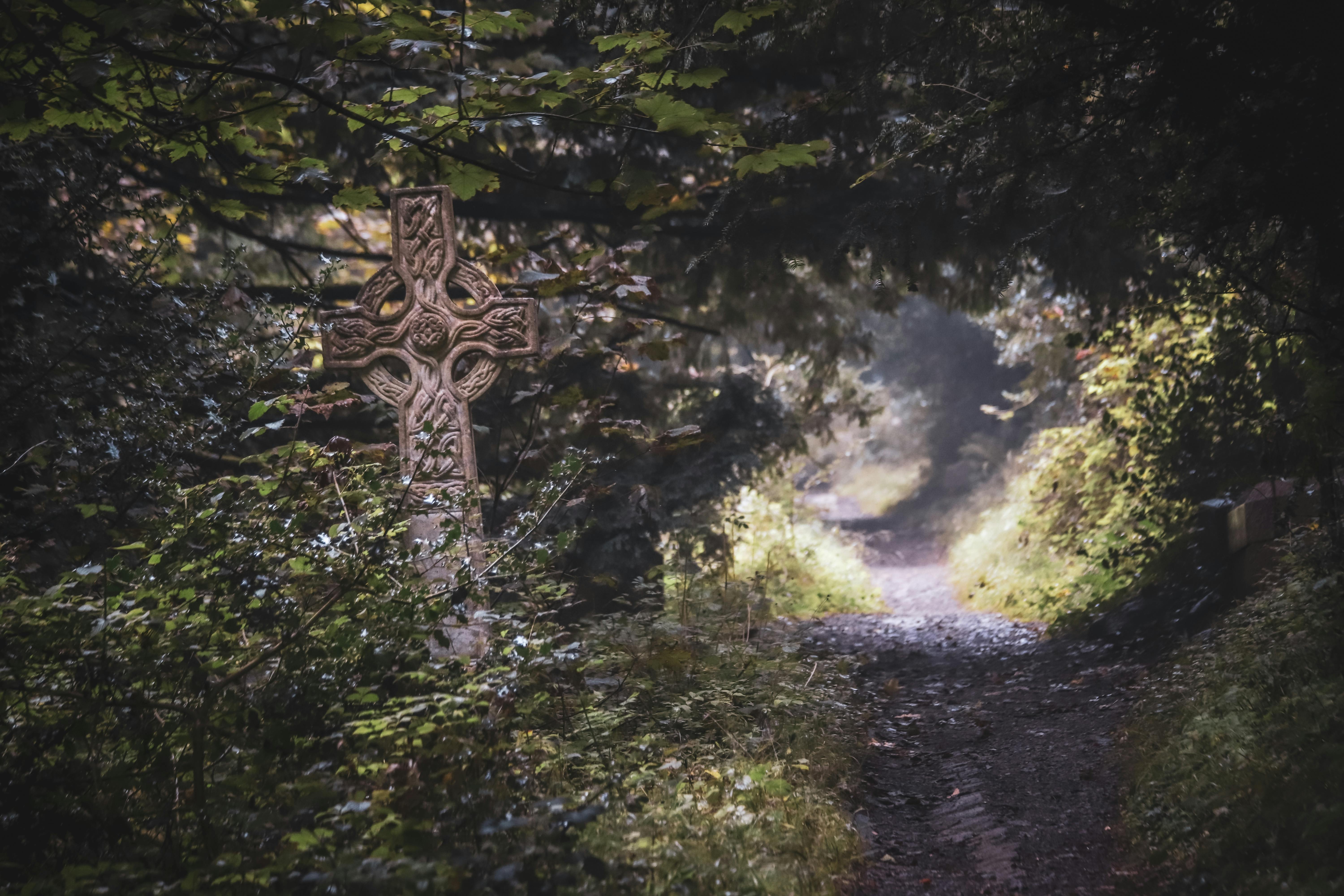 Celtic Forest Photos, Download The BEST Free Celtic Forest Stock Photos ...