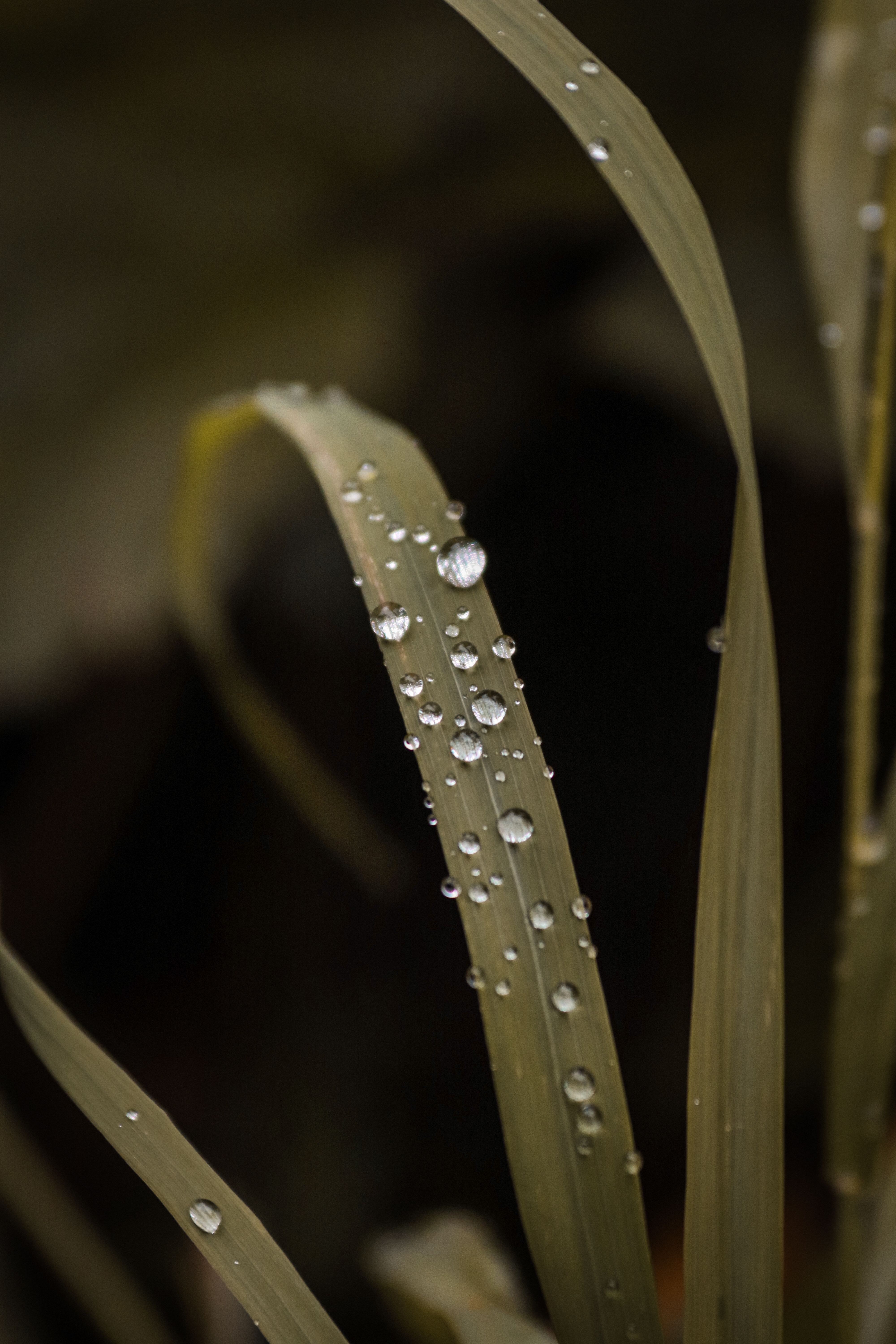 Macro Shot of Water Drops in Leaf Blade · Free Stock Photo