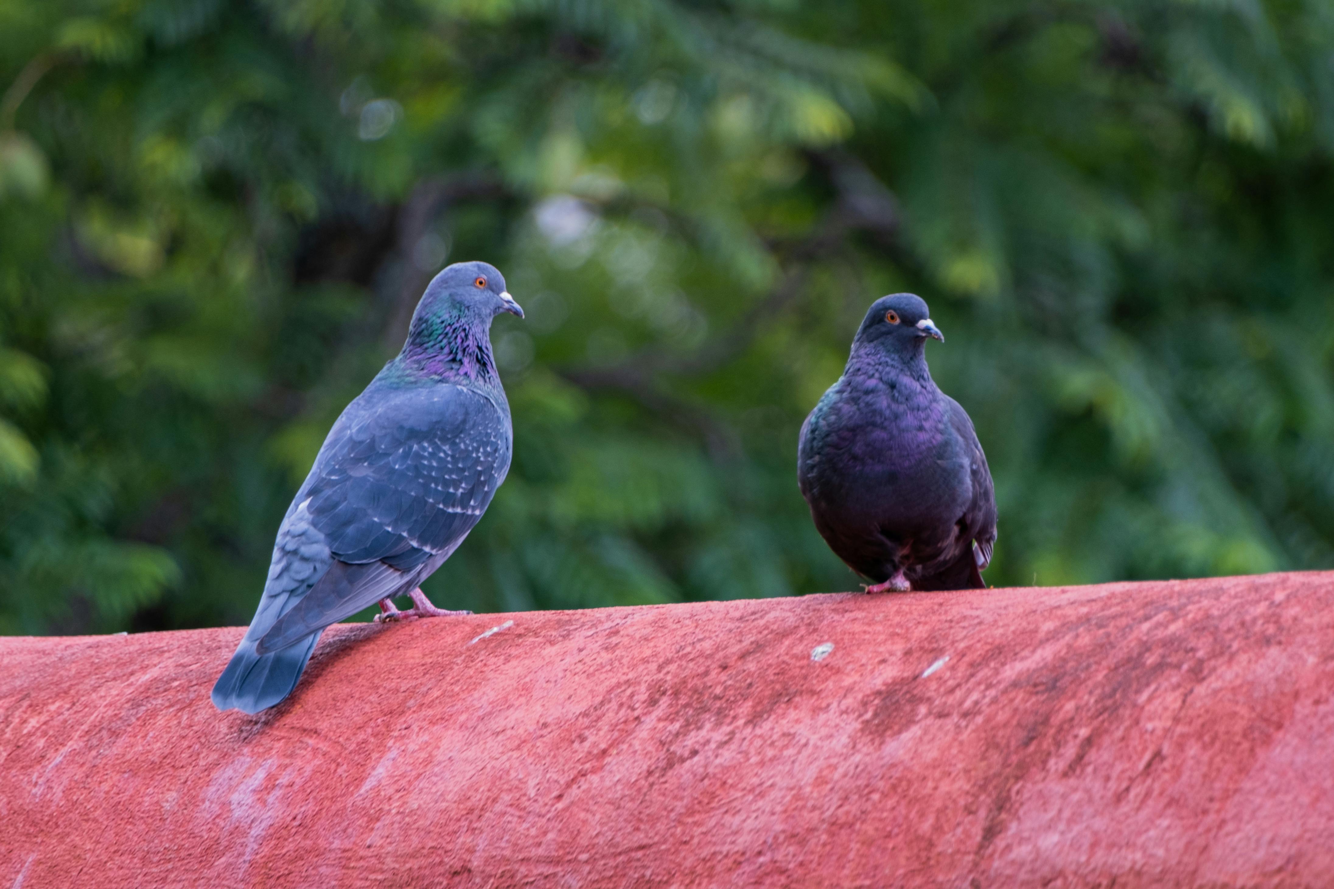 Smallest Pigeons Photos, Download The BEST Free Smallest Pigeons Stock ...