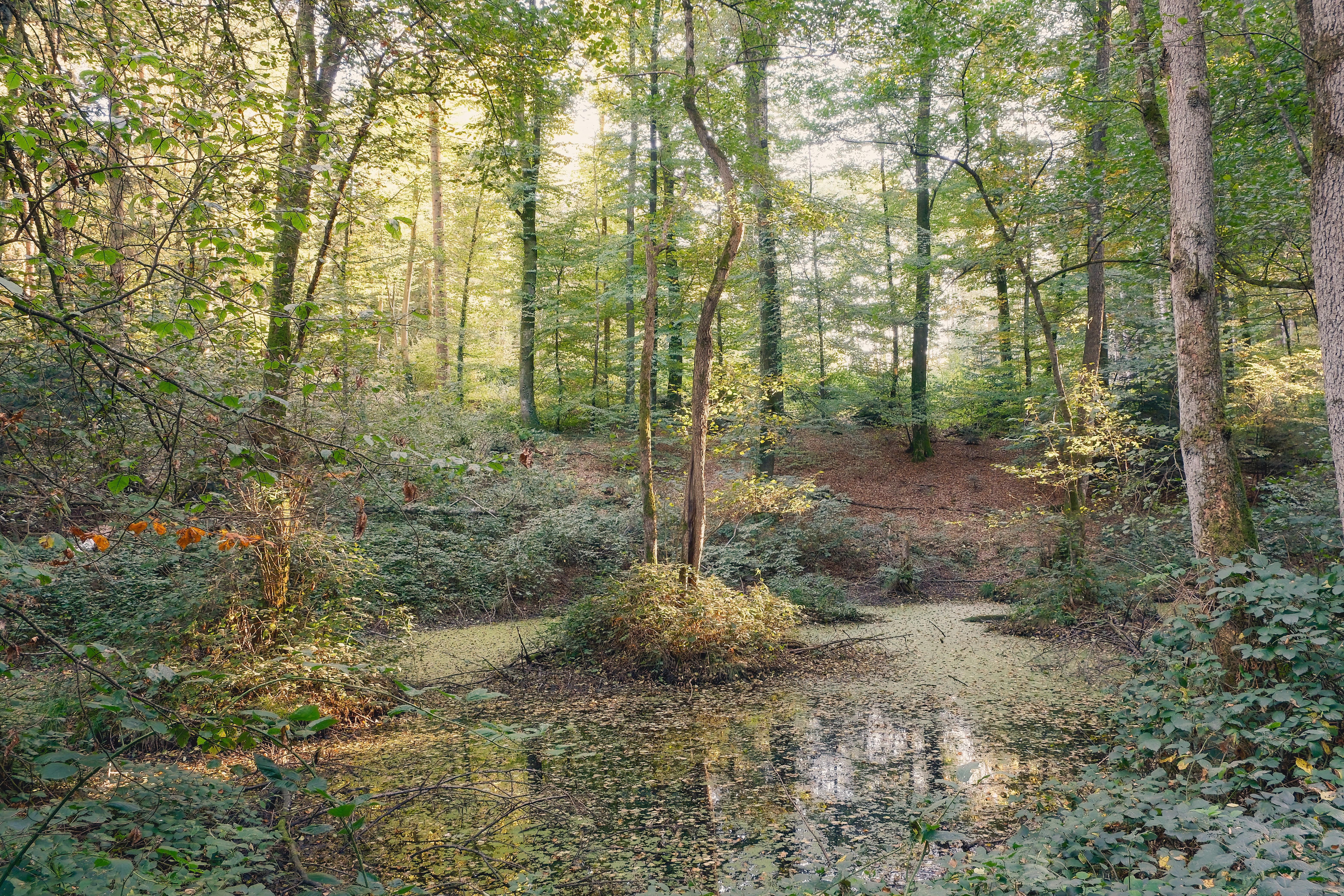 Pond in the Forest Full of Leaves from Trees · Free Stock Photo