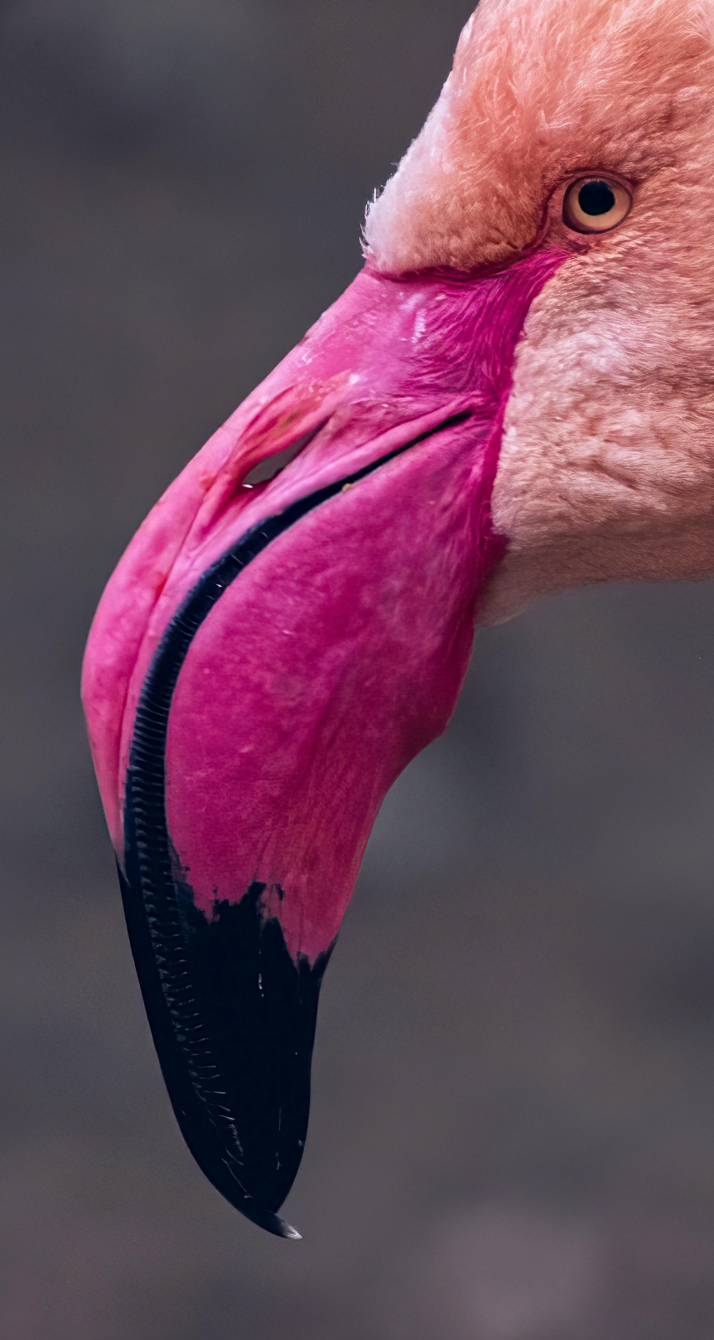 Close-up of Greater Flamingo Beak · Free Stock Photo