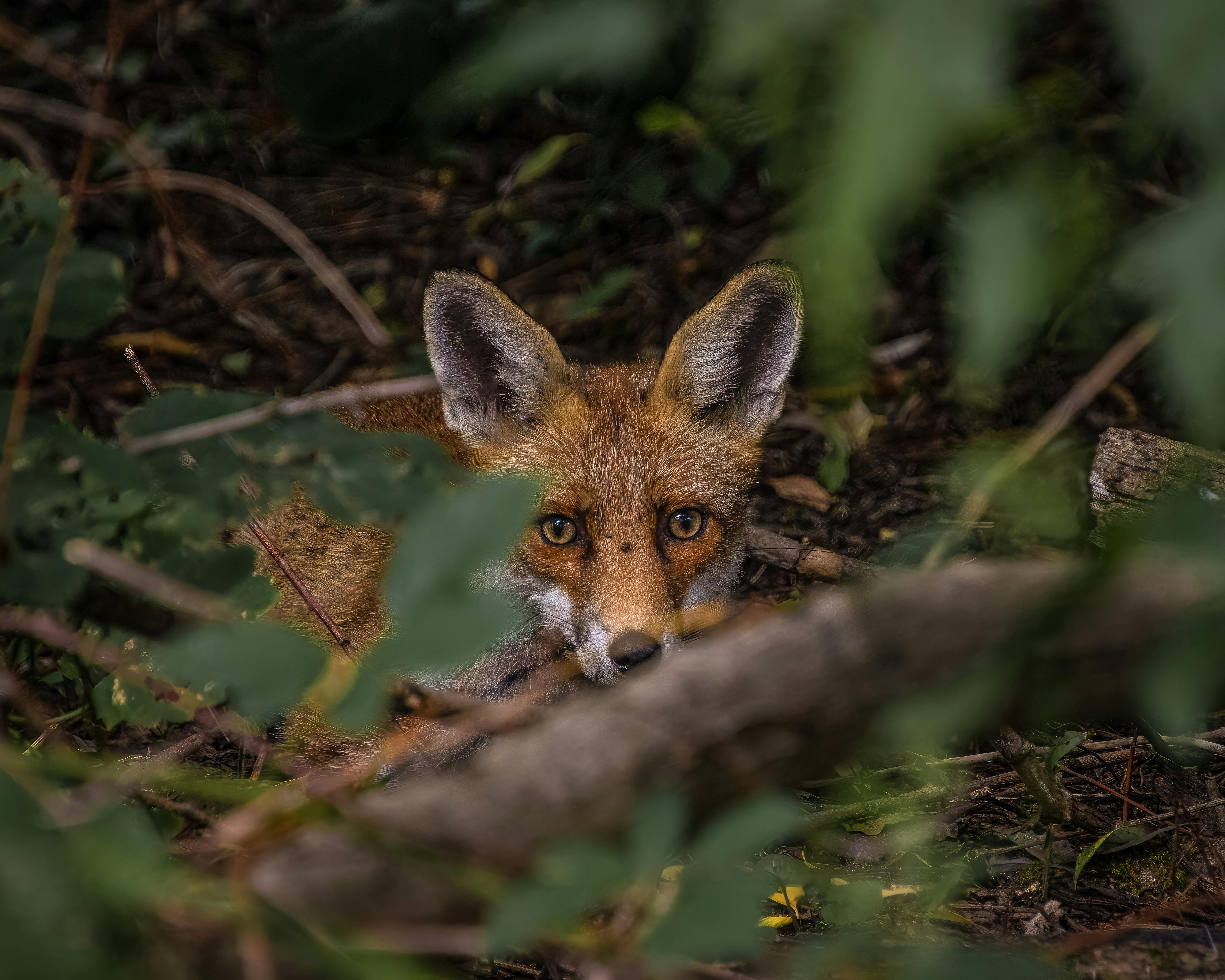 Photo of Fennec Fox · Free Stock Photo