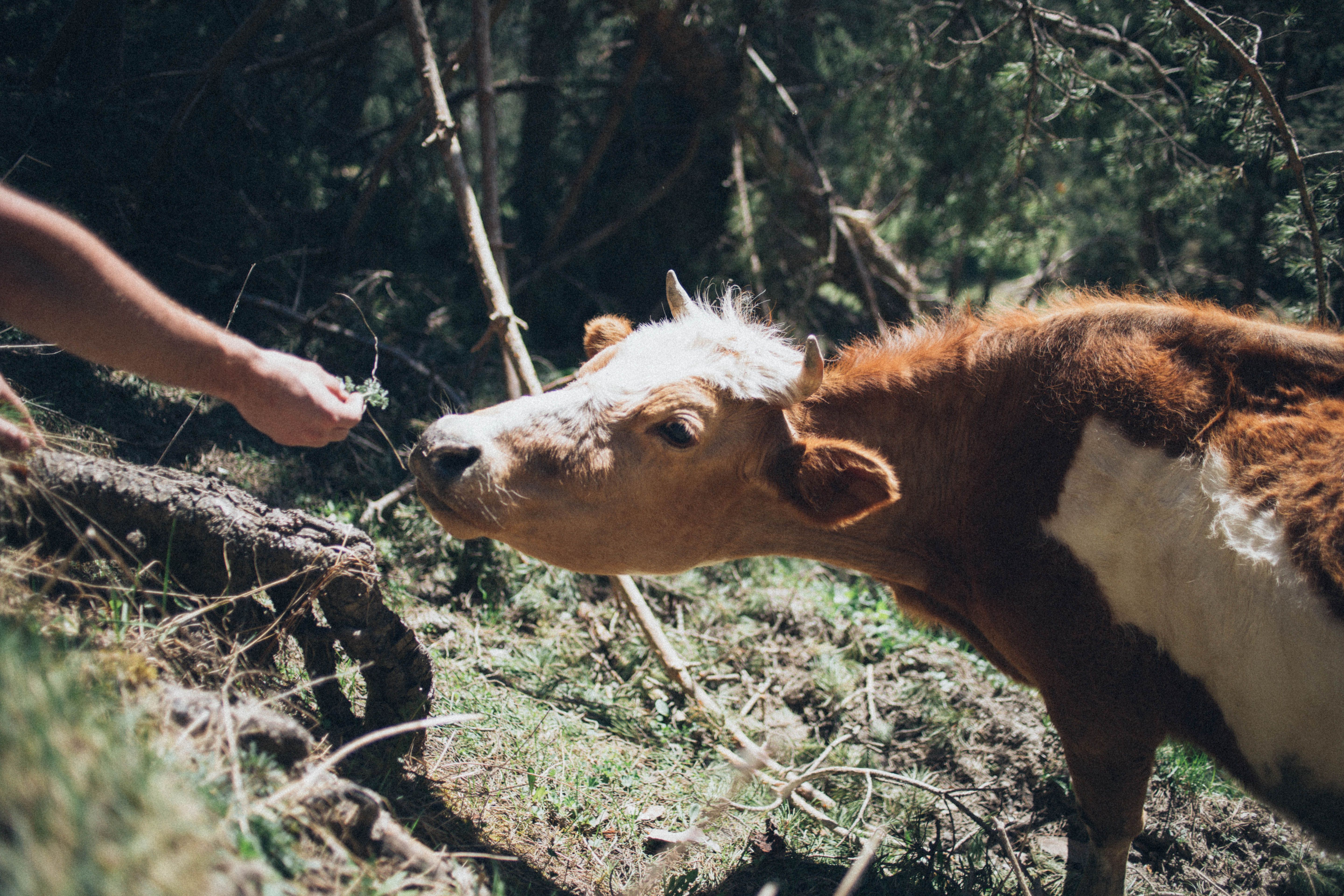 Person Giving Food to a White and Brown Cattle · Free Stock Photo