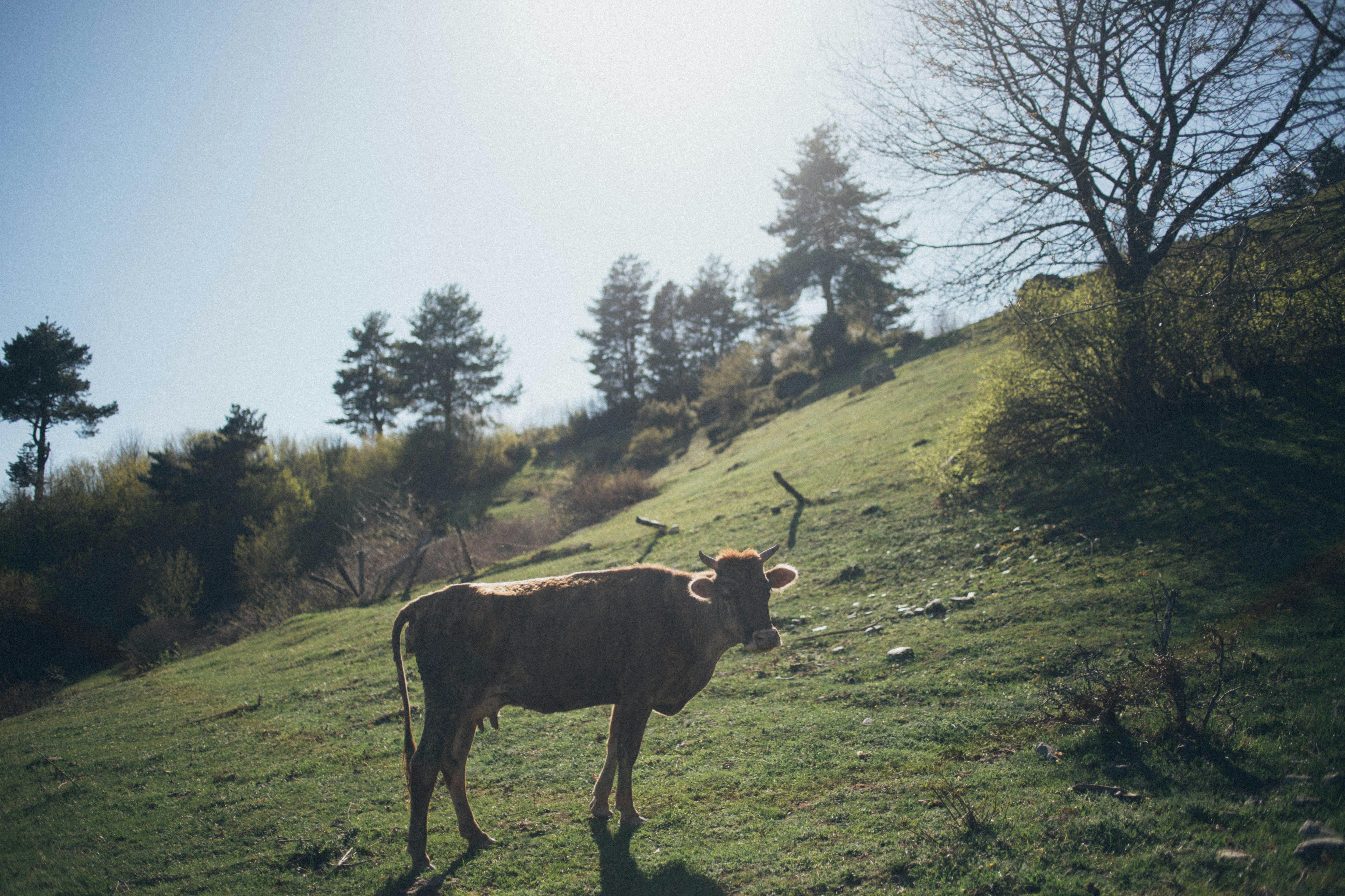 Photo of Cow On Mountain · Free Stock Photo