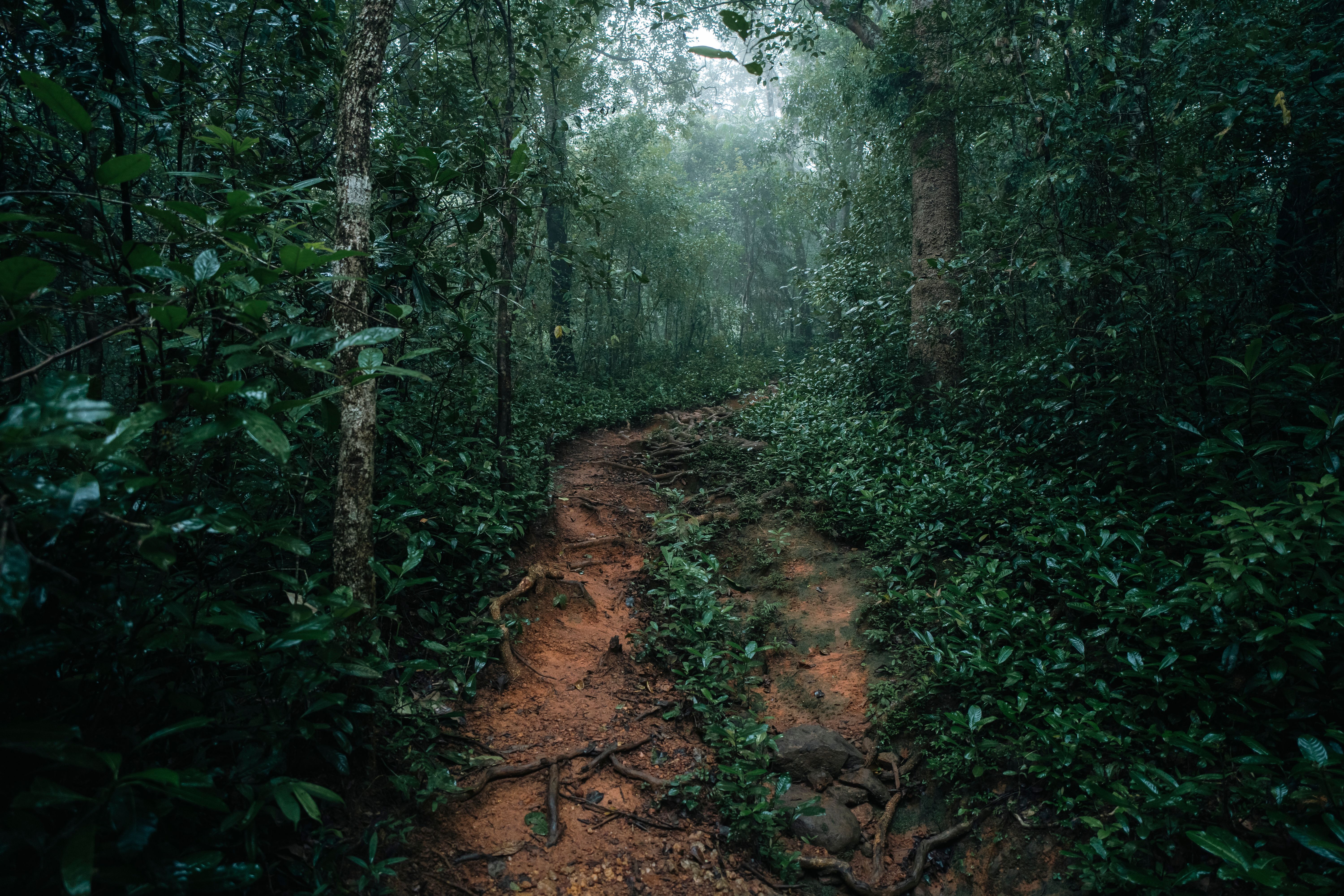 Wet Dirt Road Through the Forest During Rain · Free Stock Photo
