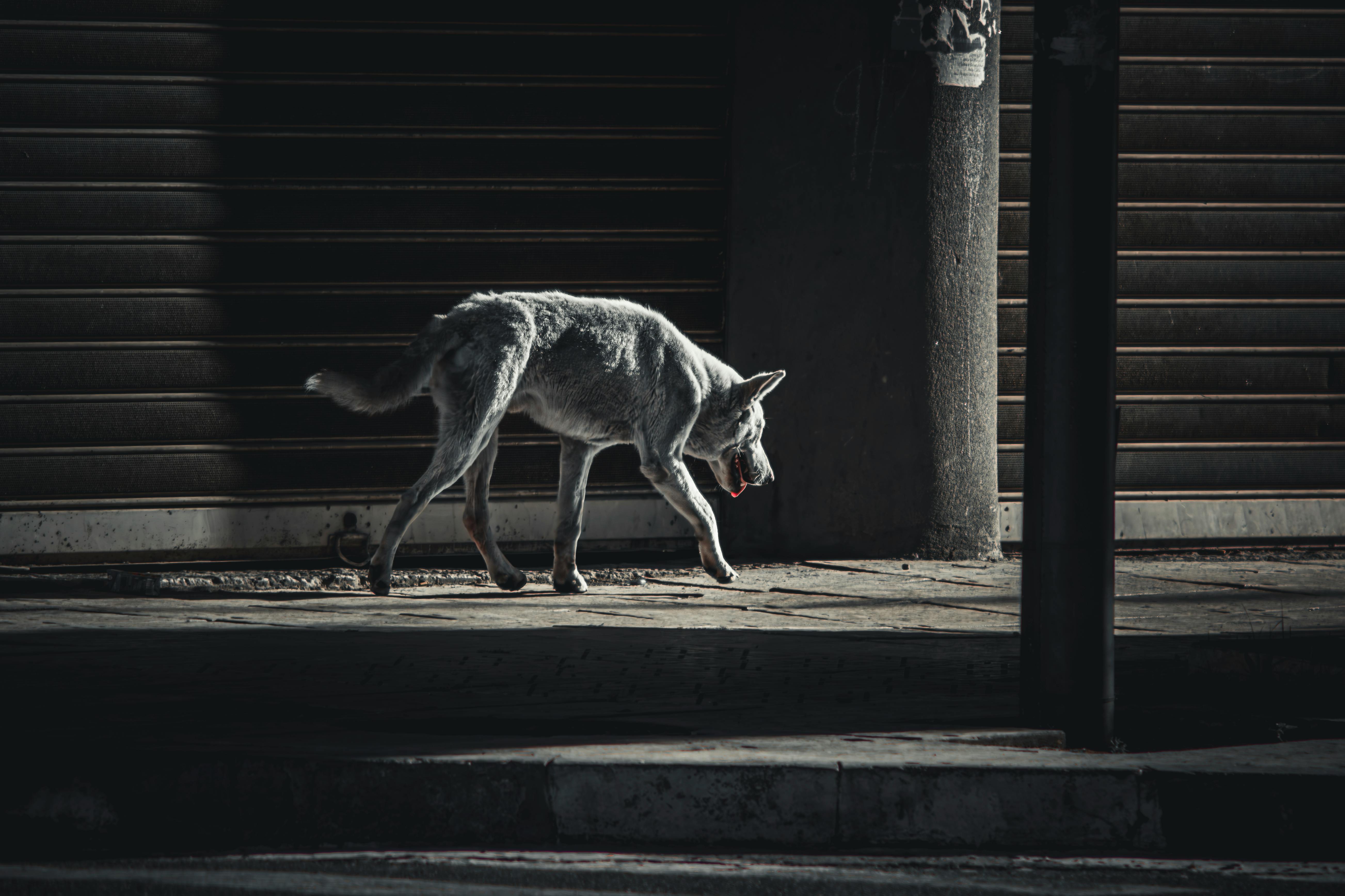 Wolf in Town · Free Stock Photo