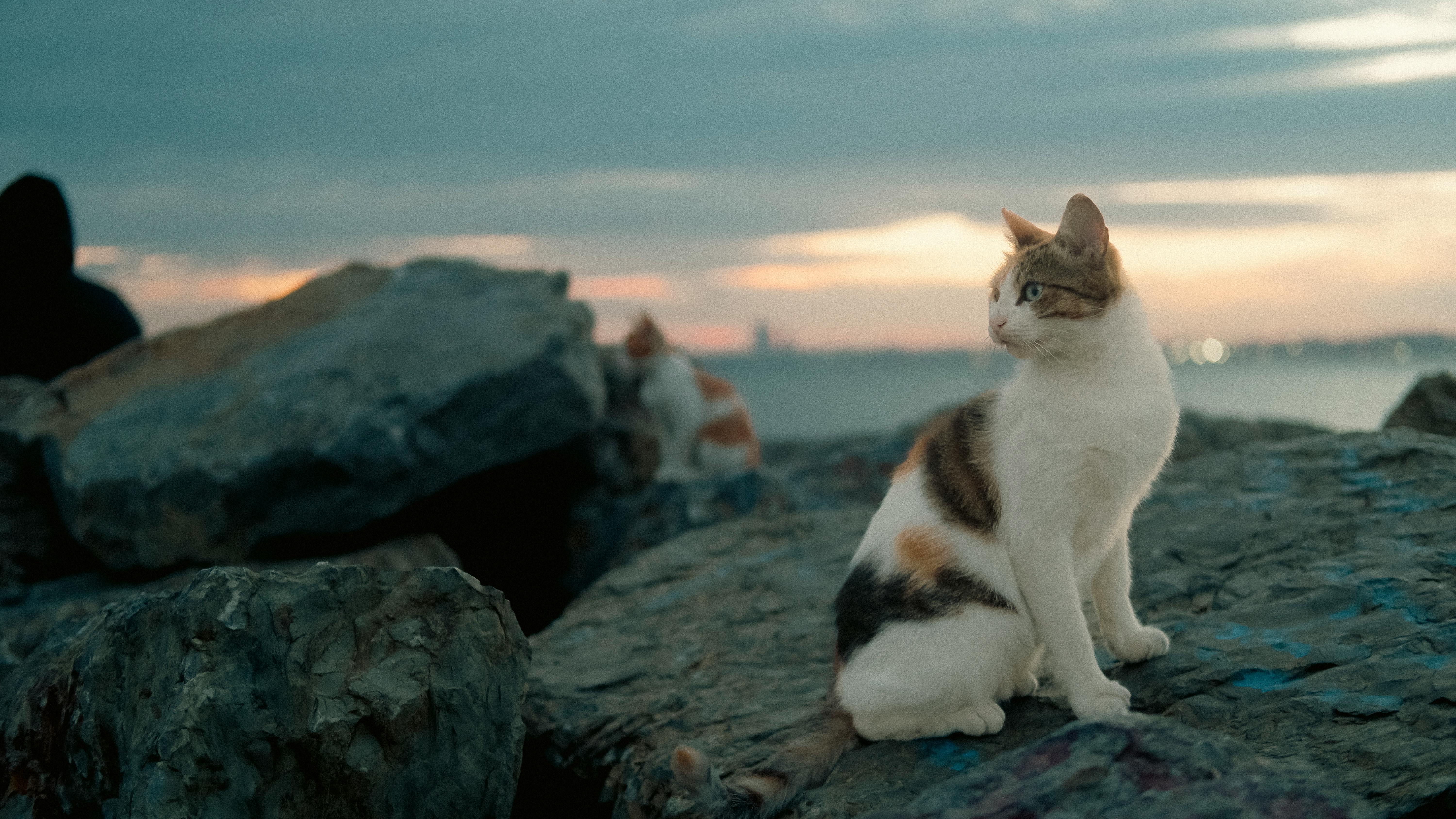 Cat And Sunset Wallpaper Photos, Download The BEST Free Cat And Sunset ...