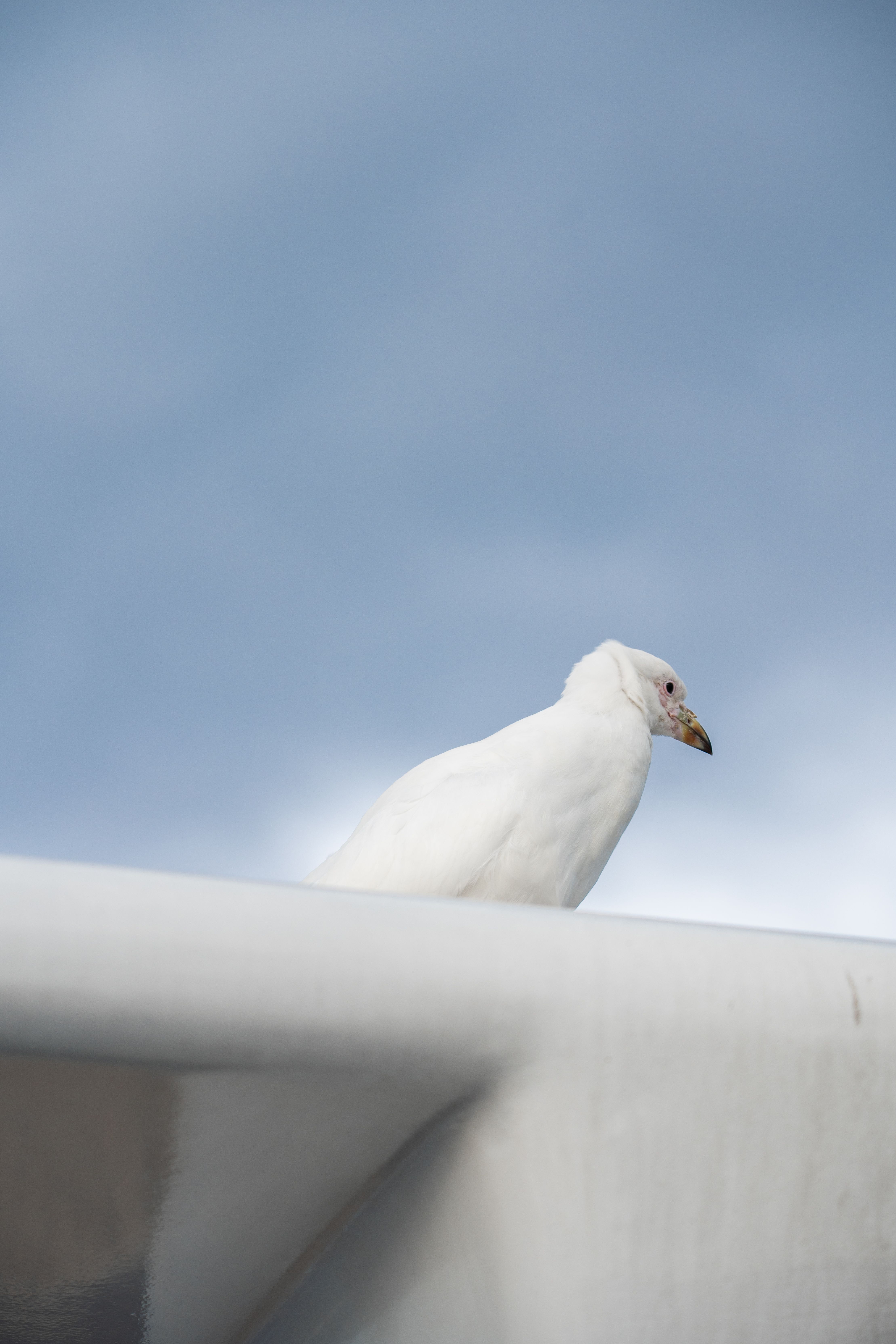 Snowy Sheathbill Photos, Download The BEST Free Snowy Sheathbill Stock ...