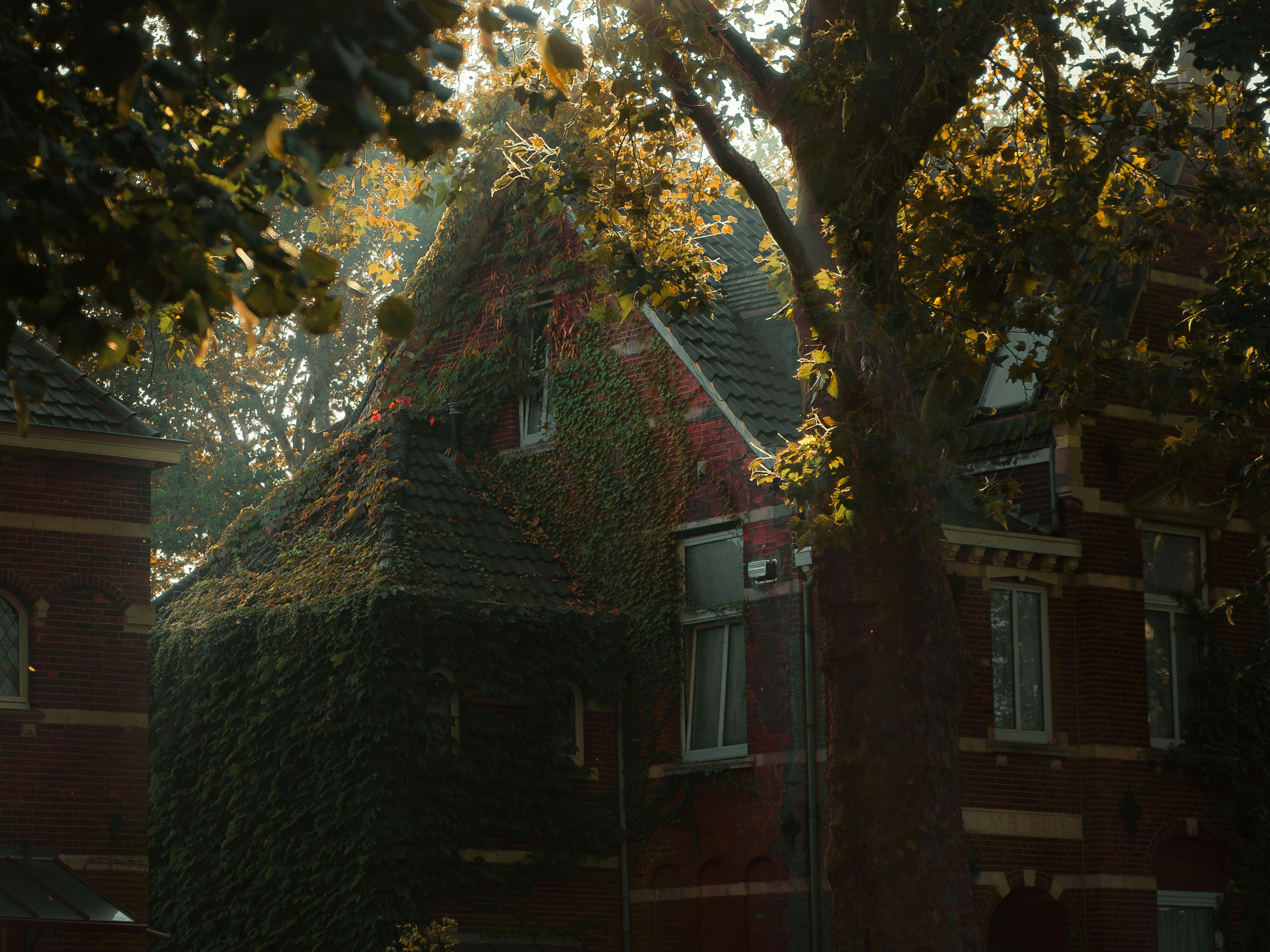Tree near House in Village · Free Stock Photo