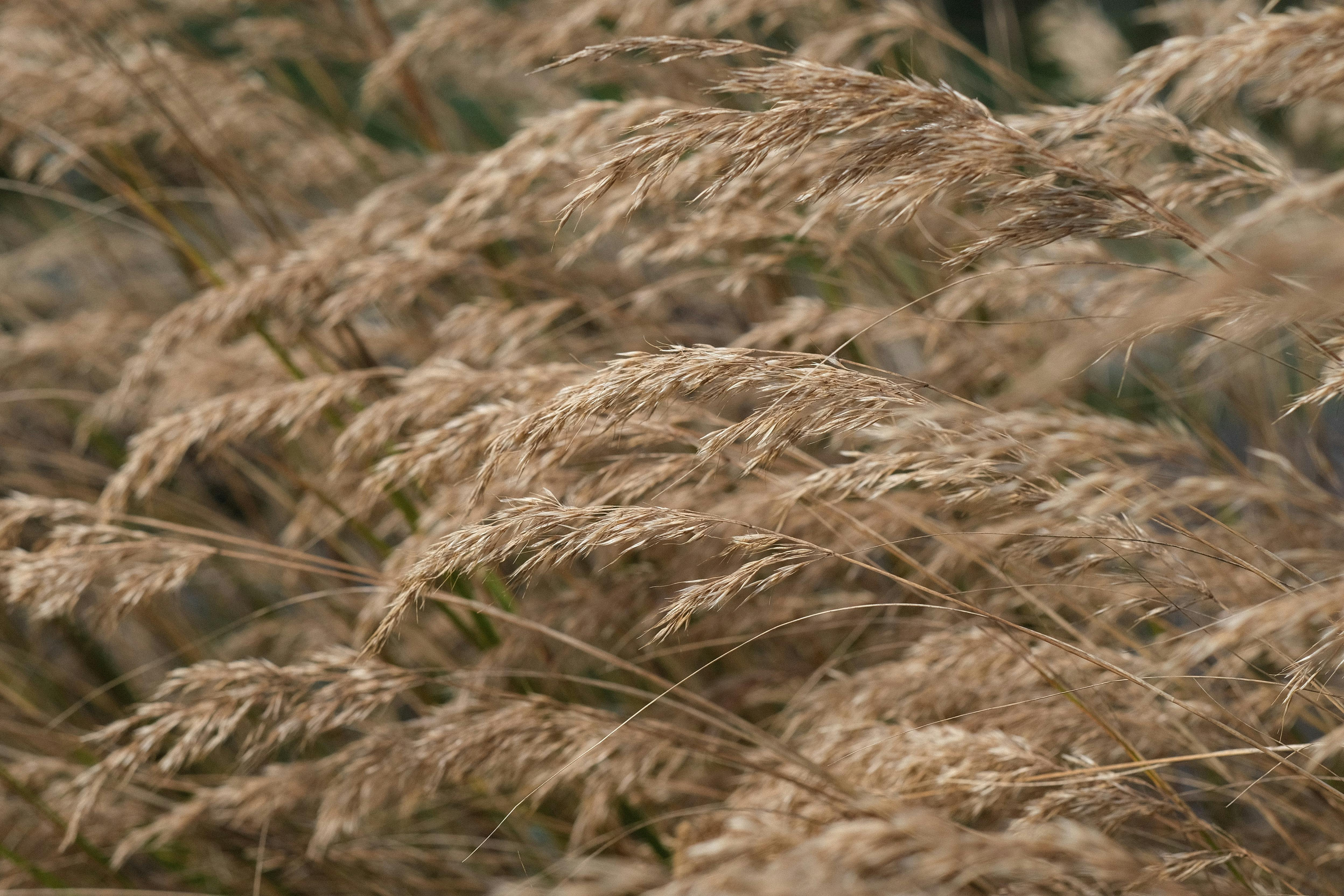Closeup of Dry Grass Seeds · Free Stock Photo