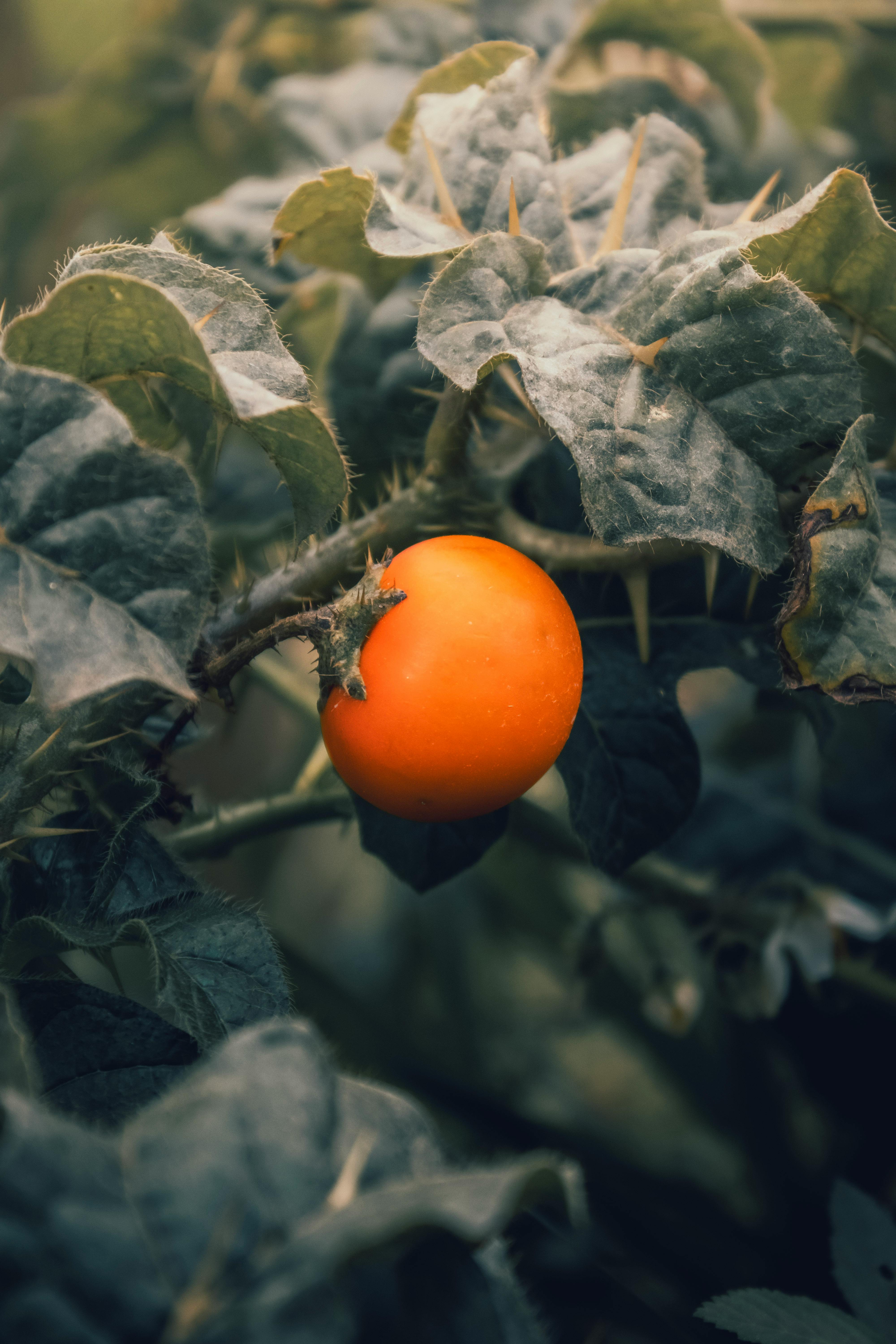 Raw Mango Fruit · Free Stock Photo