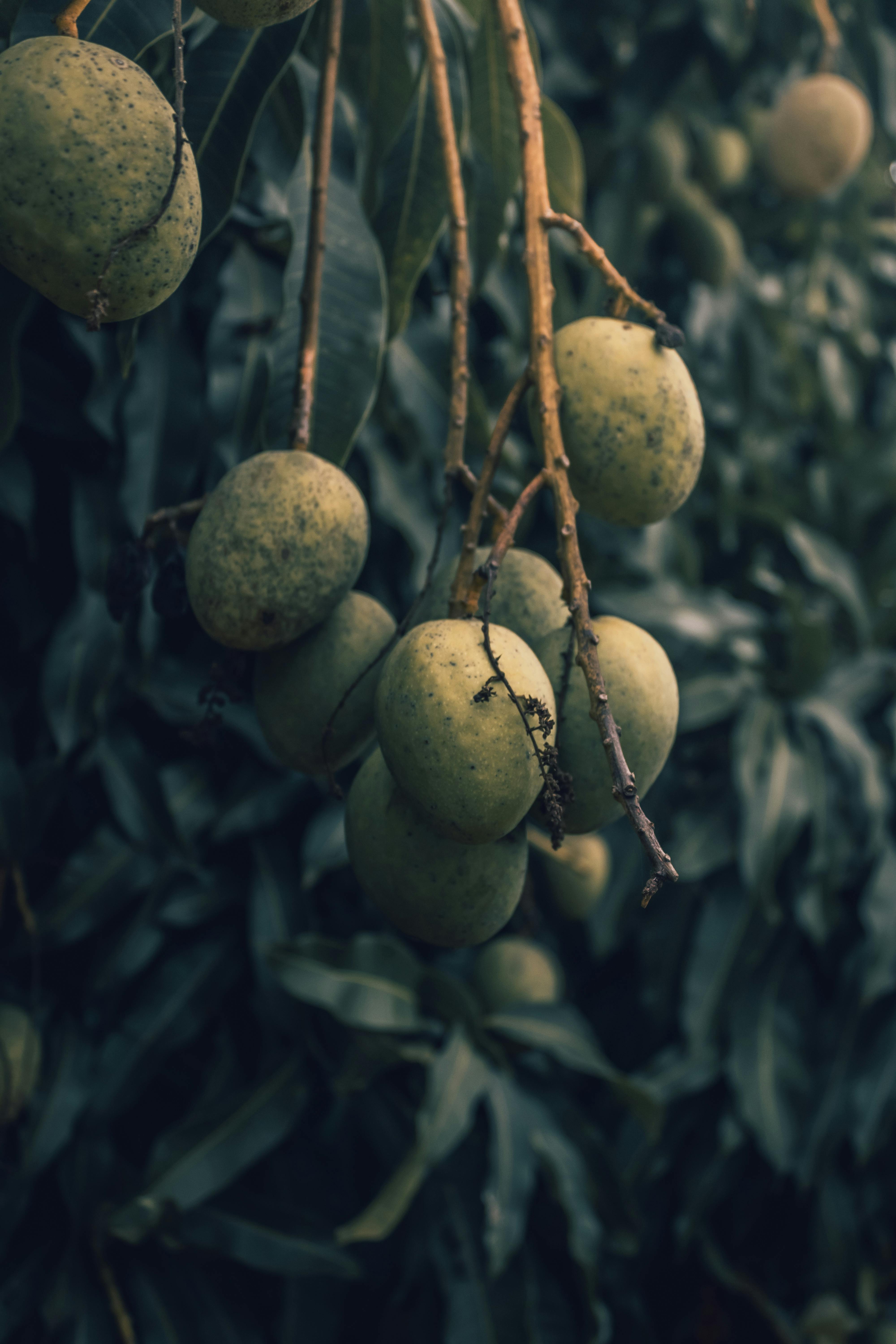 Mango Alto Zenzero Photos, Download The BEST Free Mango Alto Zenzero Stock Photos & HD Images