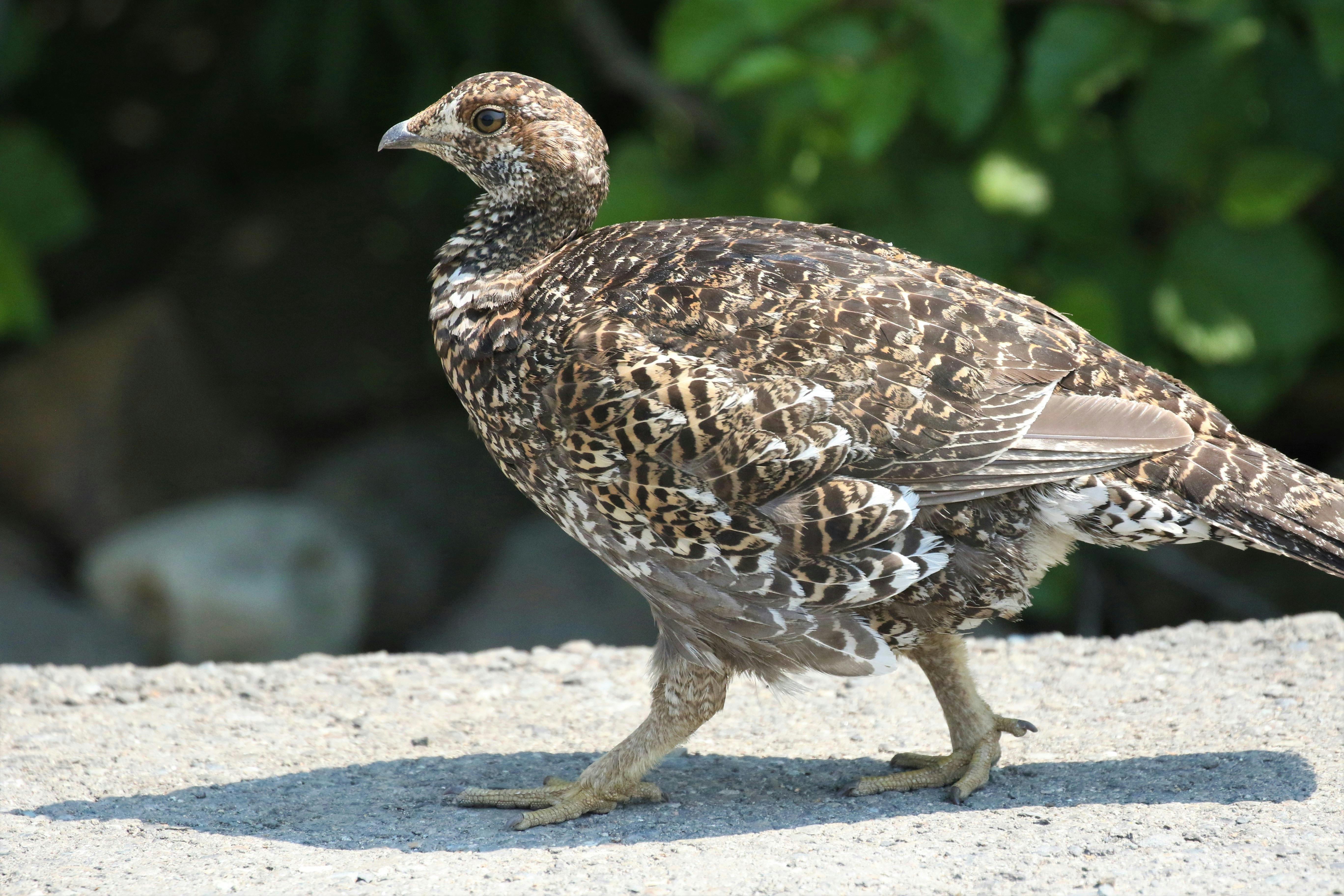 Grouse Photos, Download The BEST Free Grouse Stock Photos & HD Images