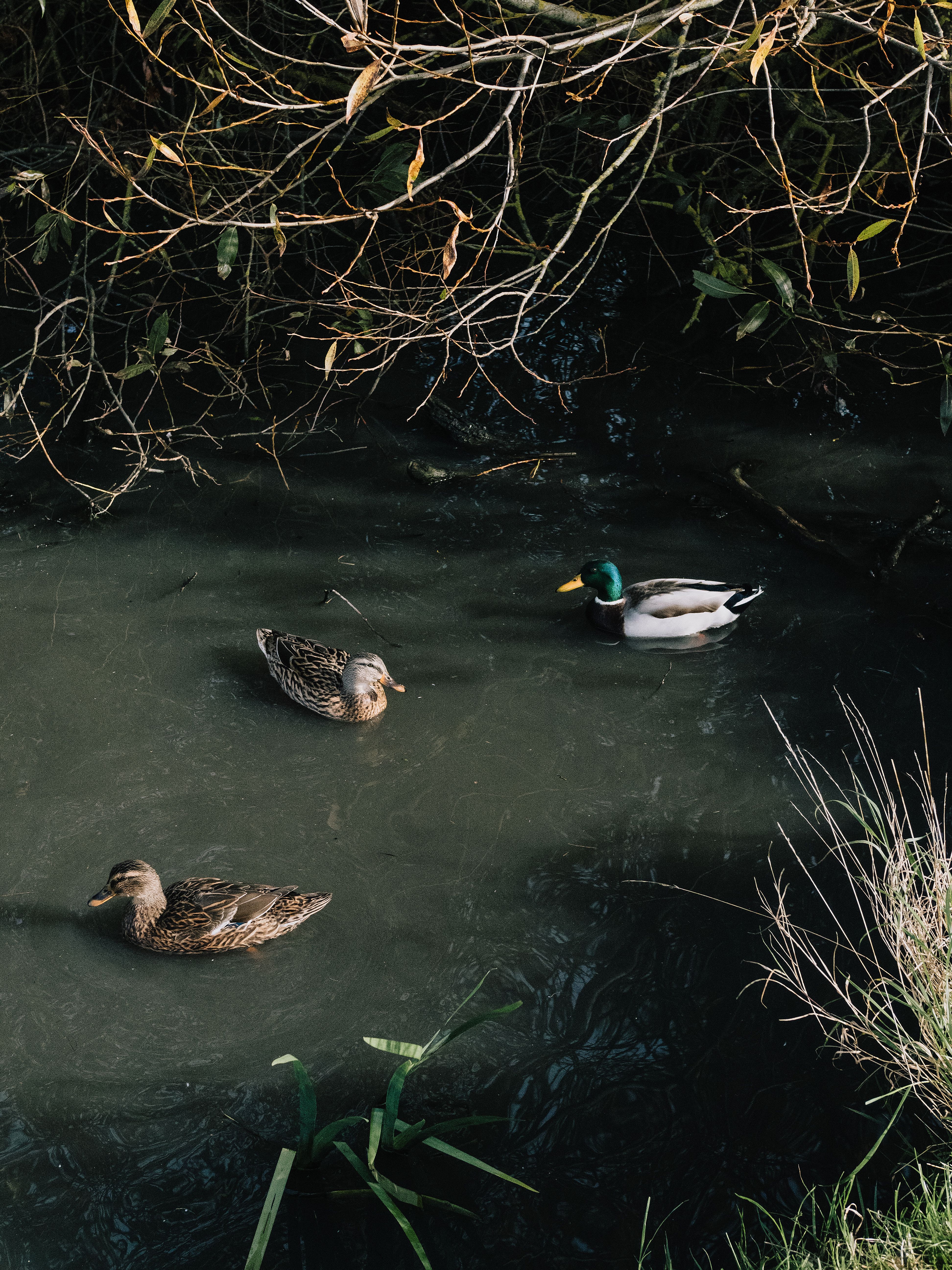Ducks In Forest Photos, Download The BEST Free Ducks In Forest Stock ...