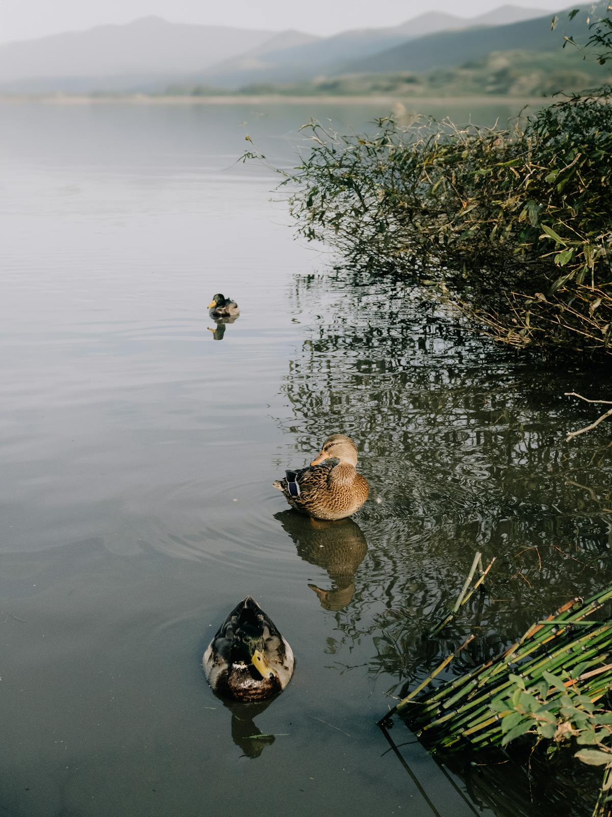 Ducks Line Photos, Download The BEST Free Ducks Line Stock Photos & HD ...