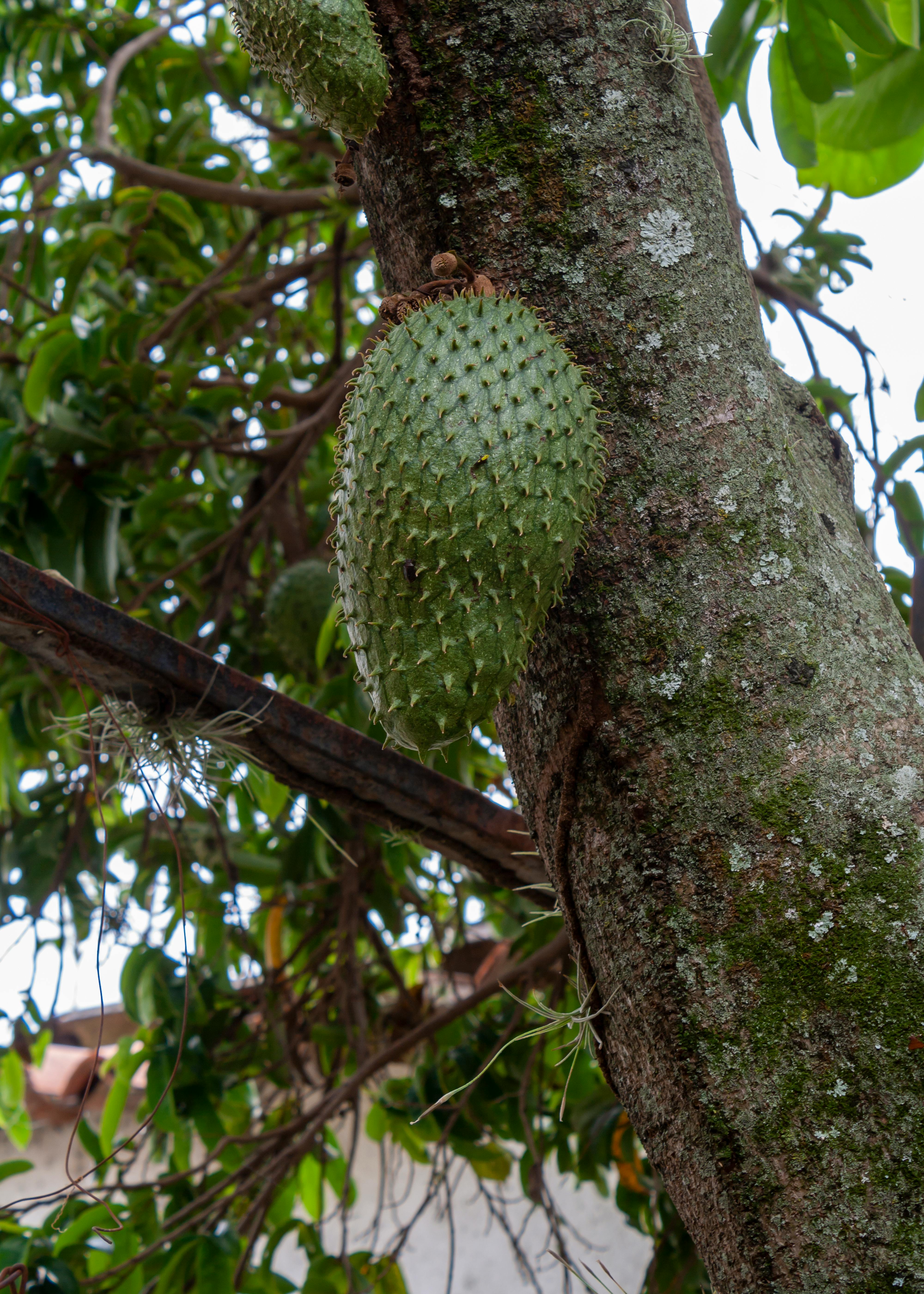 Soursop Tree Photos, Download The BEST Free Soursop Tree Stock Photos ...