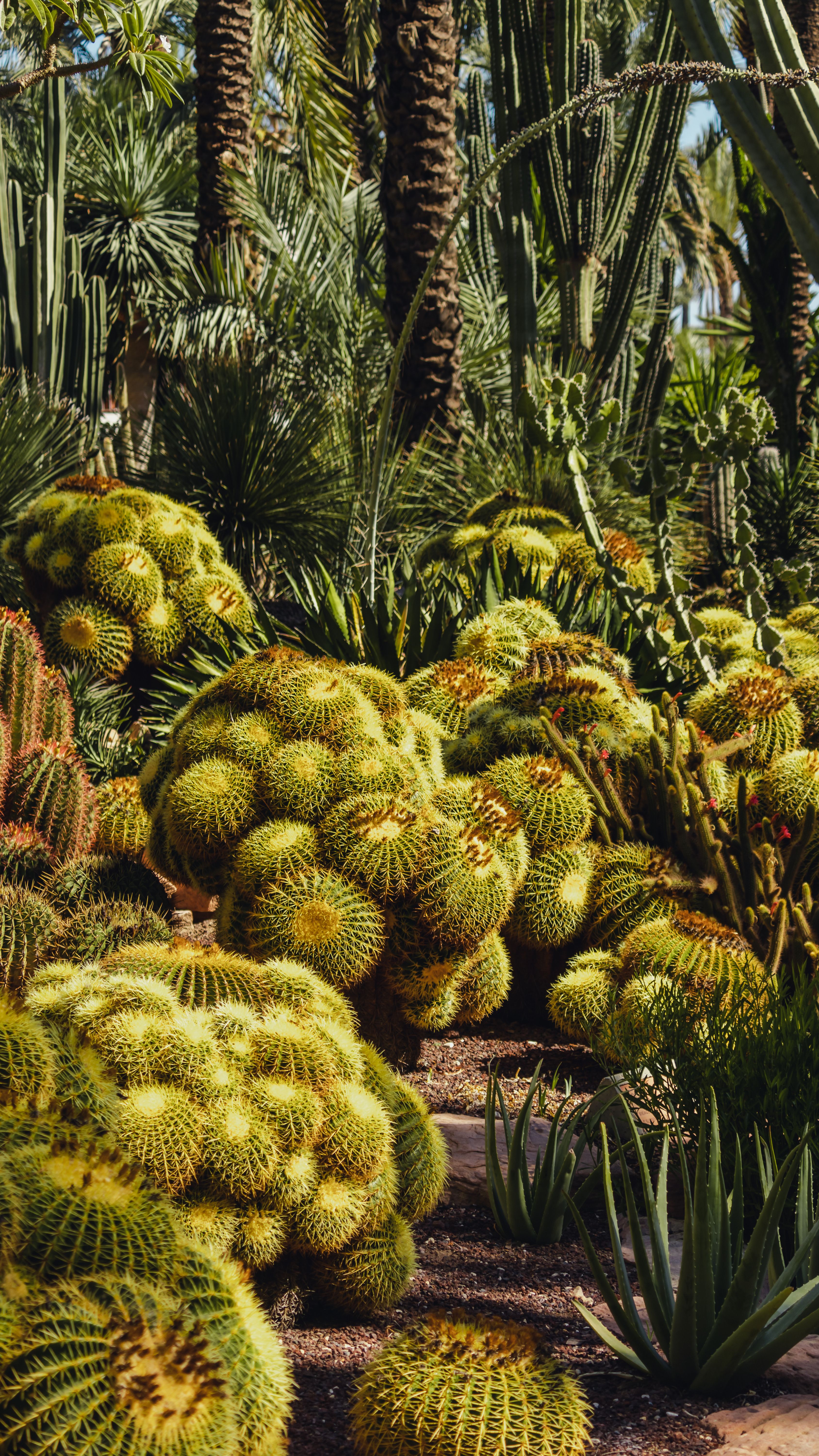 Green Cactus Plants and Trees · Free Stock Photo