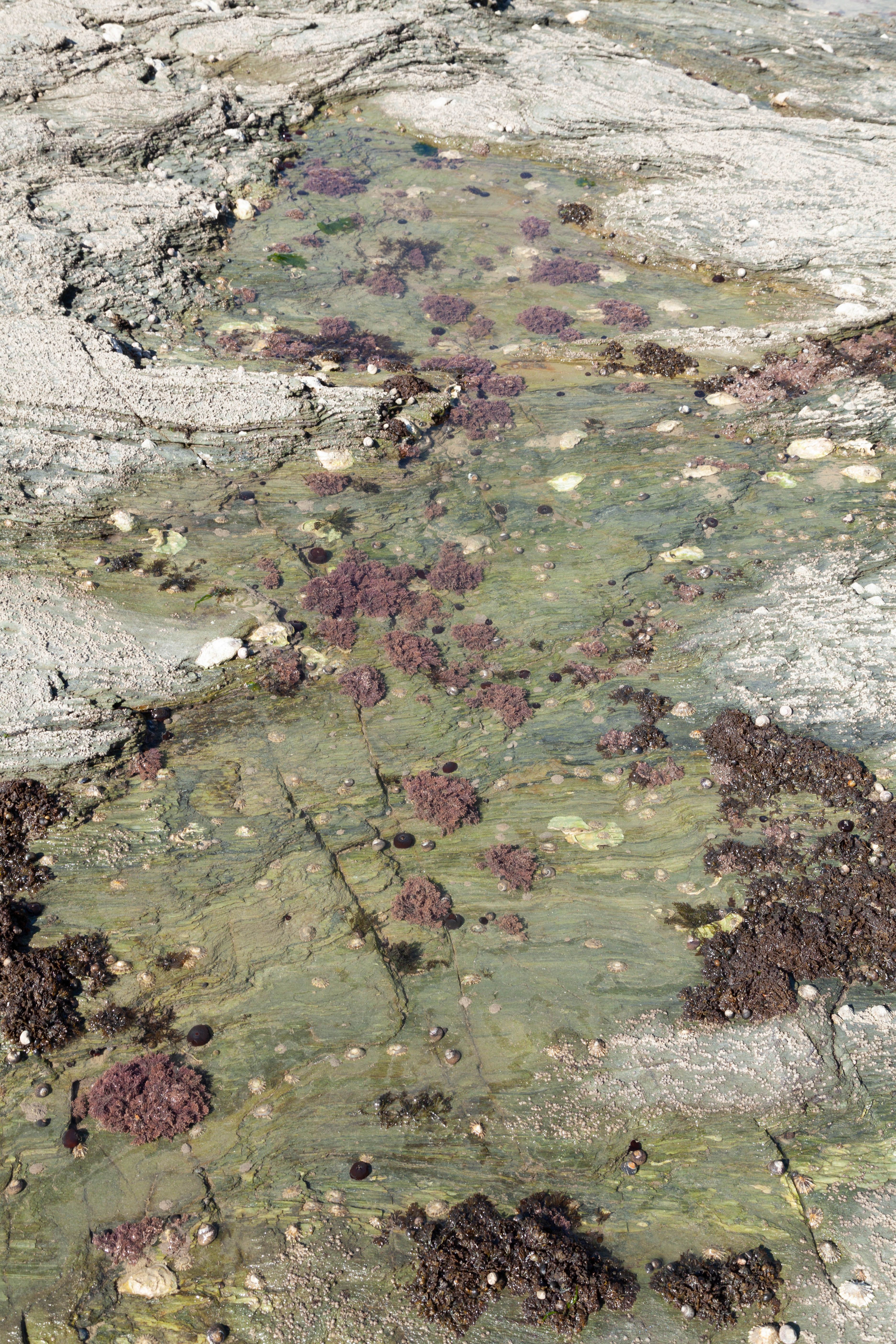 Lichen and Green Sediment on the Rock · Free Stock Photo