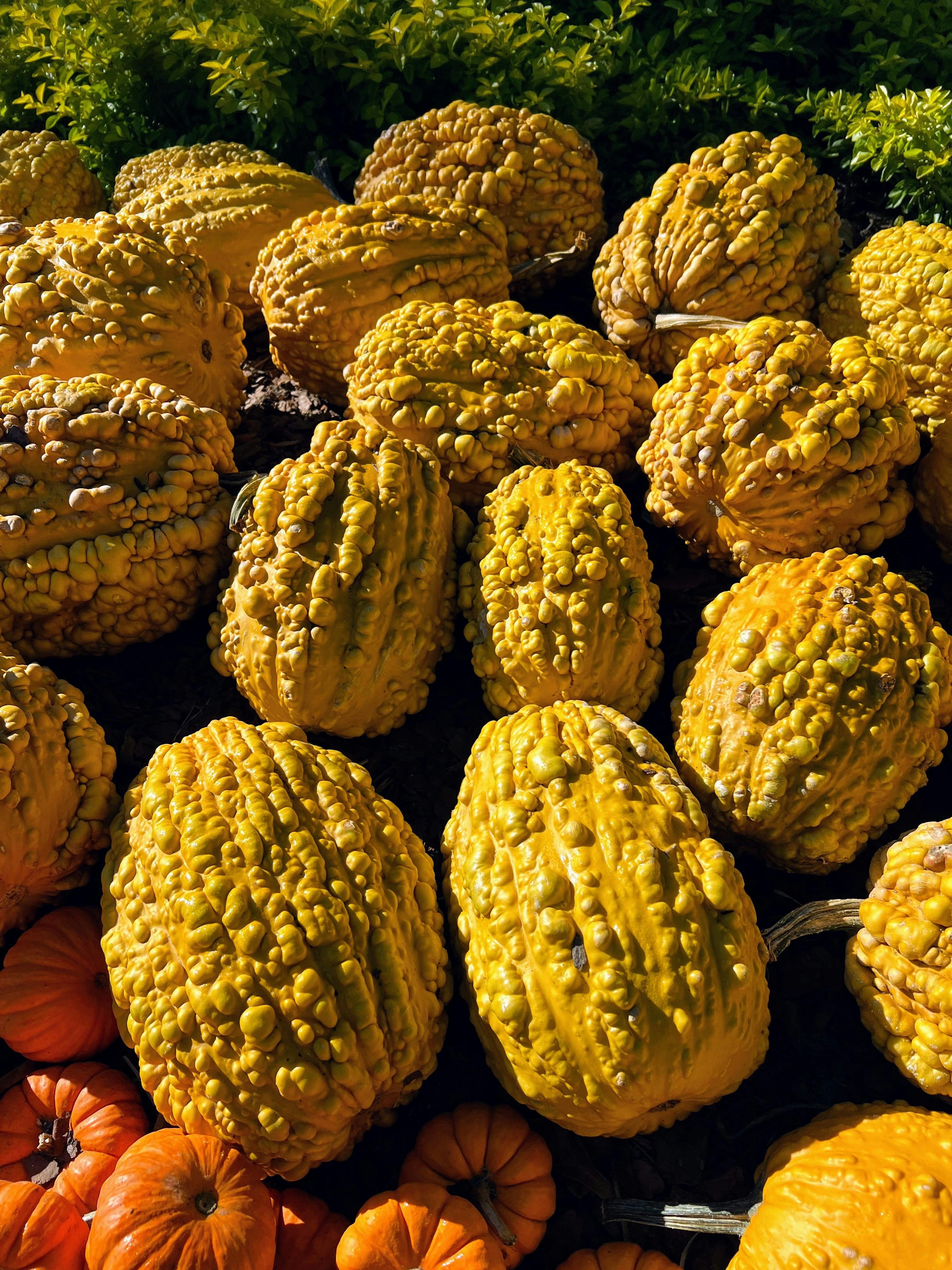 Vegetables Gifs Photos, Download The BEST Free Vegetables Gifs Stock ...