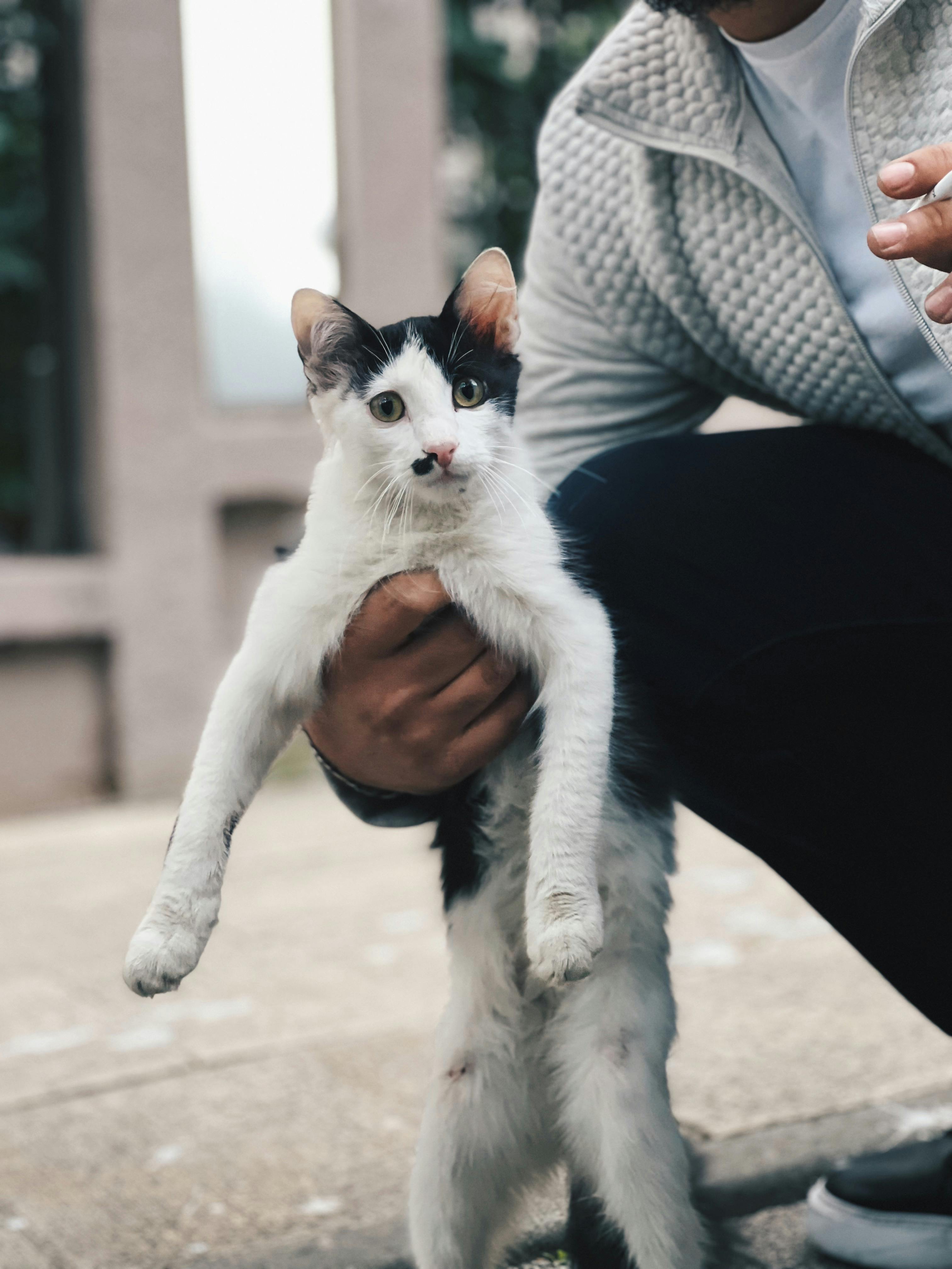 Hand Holding Cat · Free Stock Photo