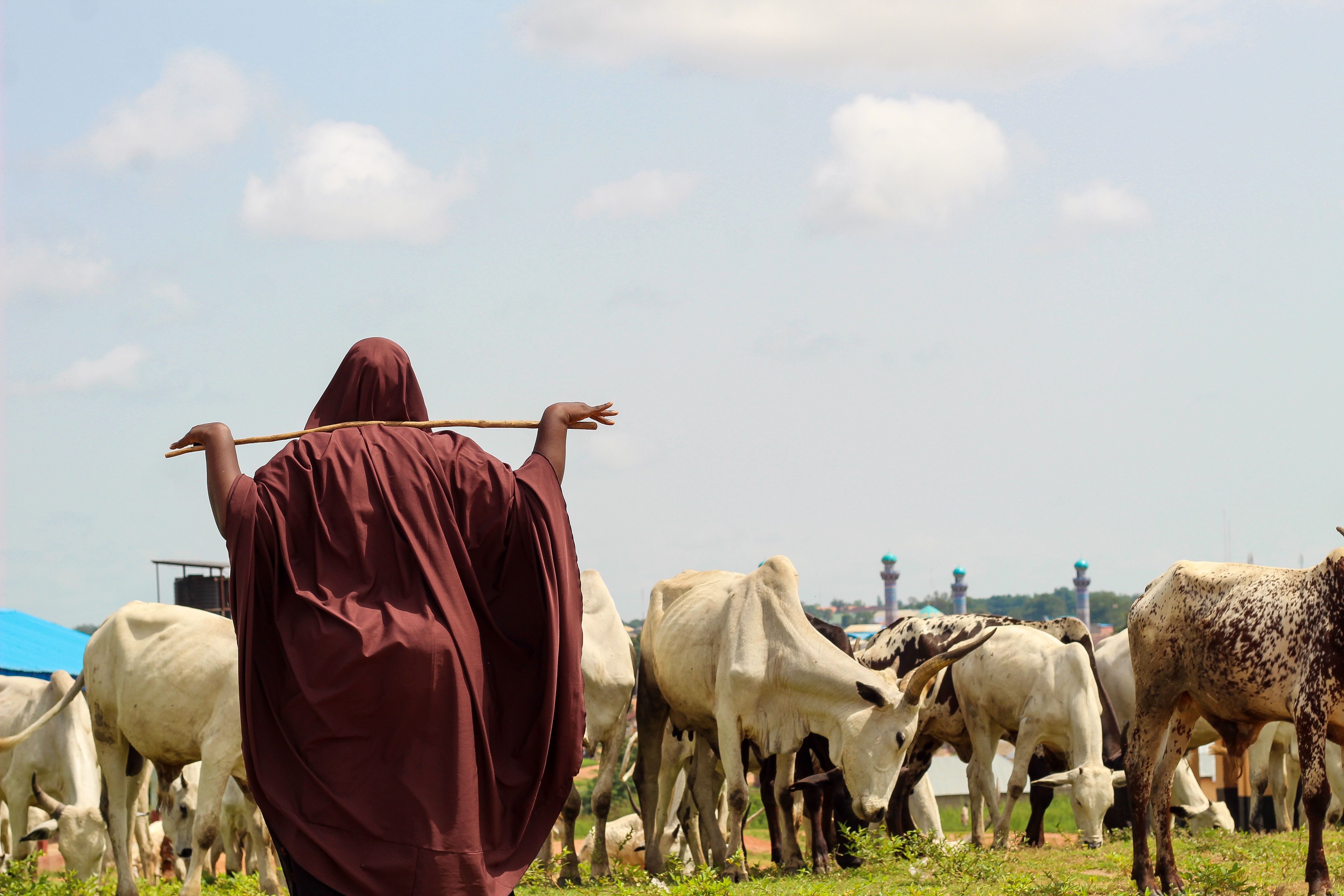 Herd Sticks Photos, Download The BEST Free Herd Sticks Stock Photos ...