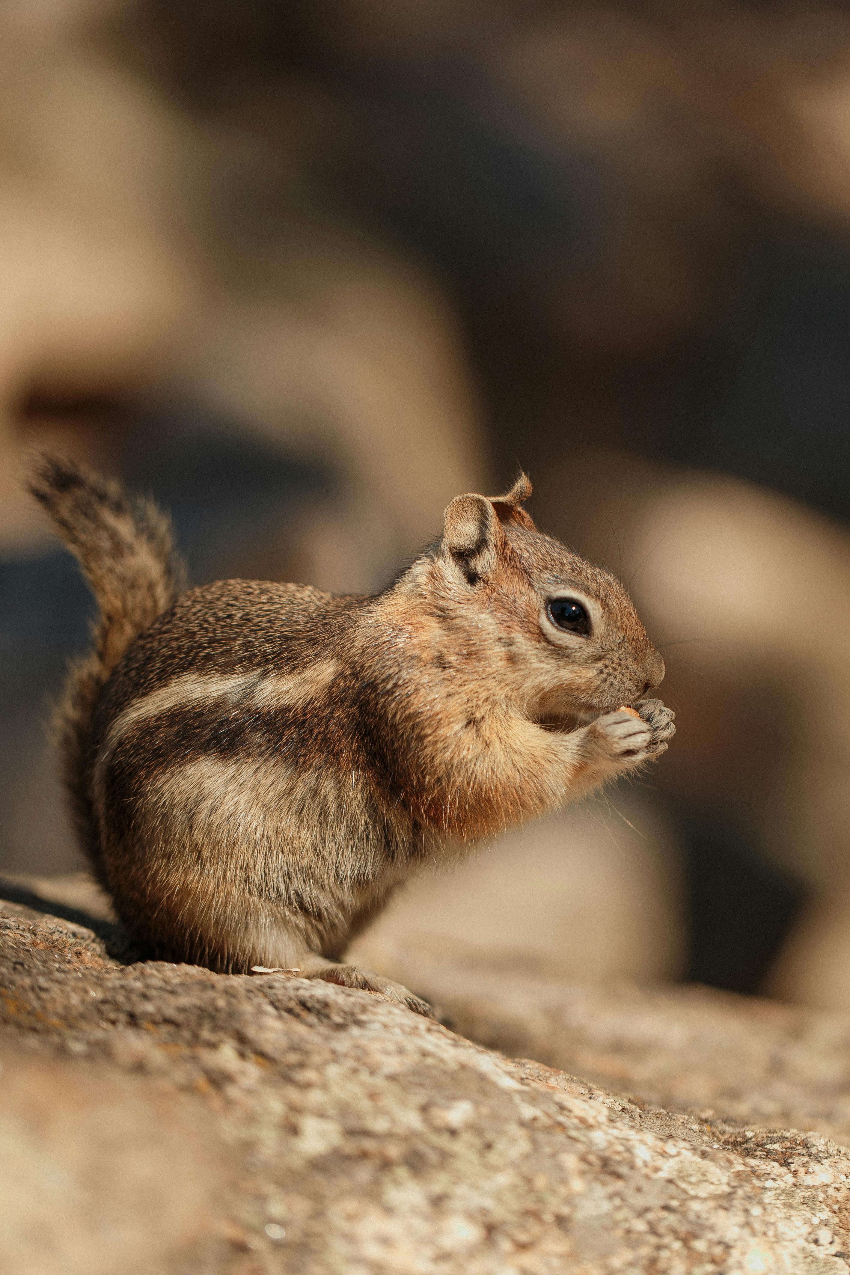 Chipmunk · Free Stock Photo