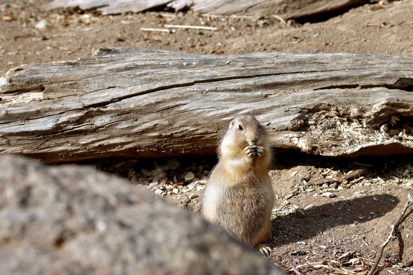 Decoding Prairie Dog Communication in Their Natural Habitat