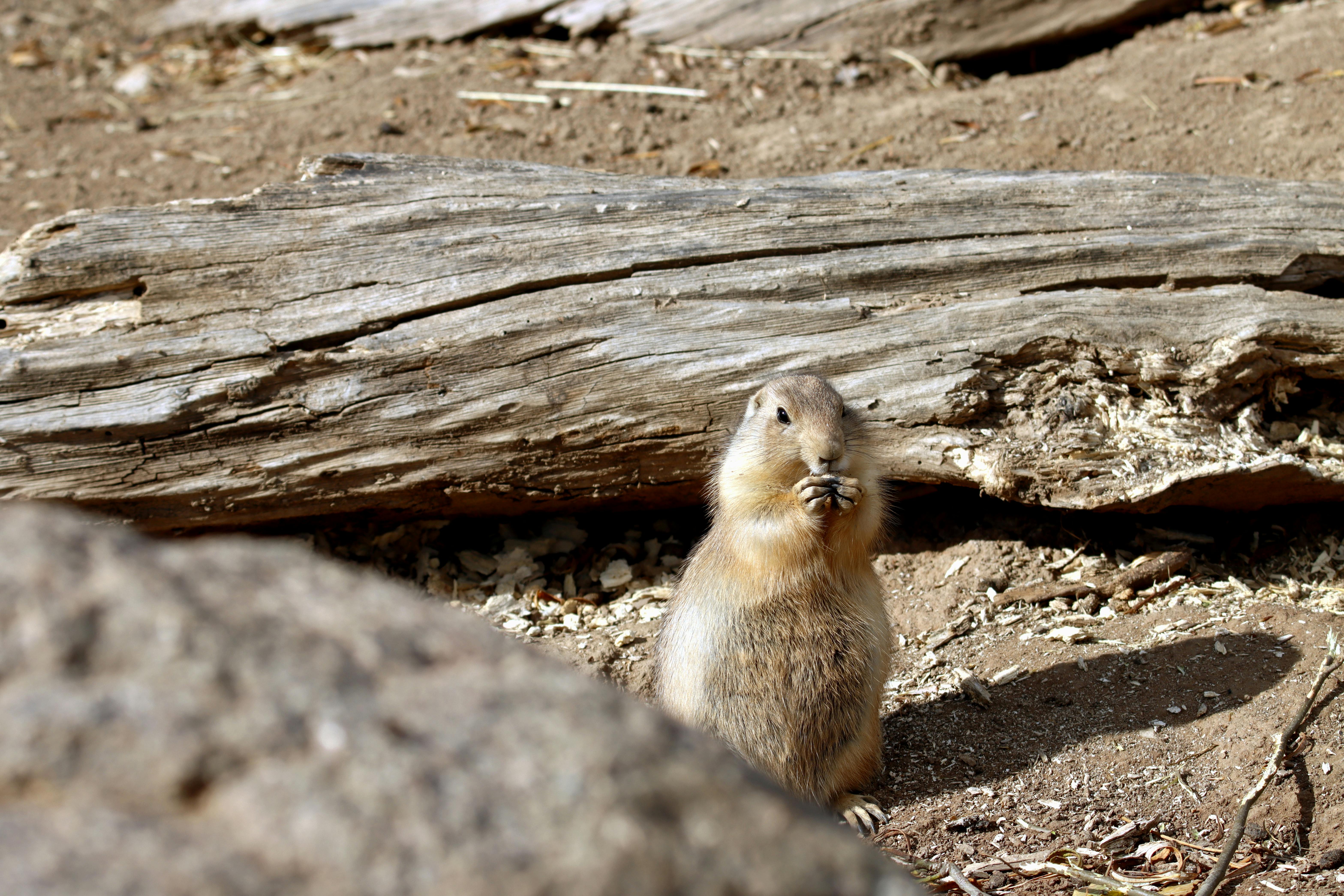 Brown and Gray Prairie Dog · Free Stock Photo