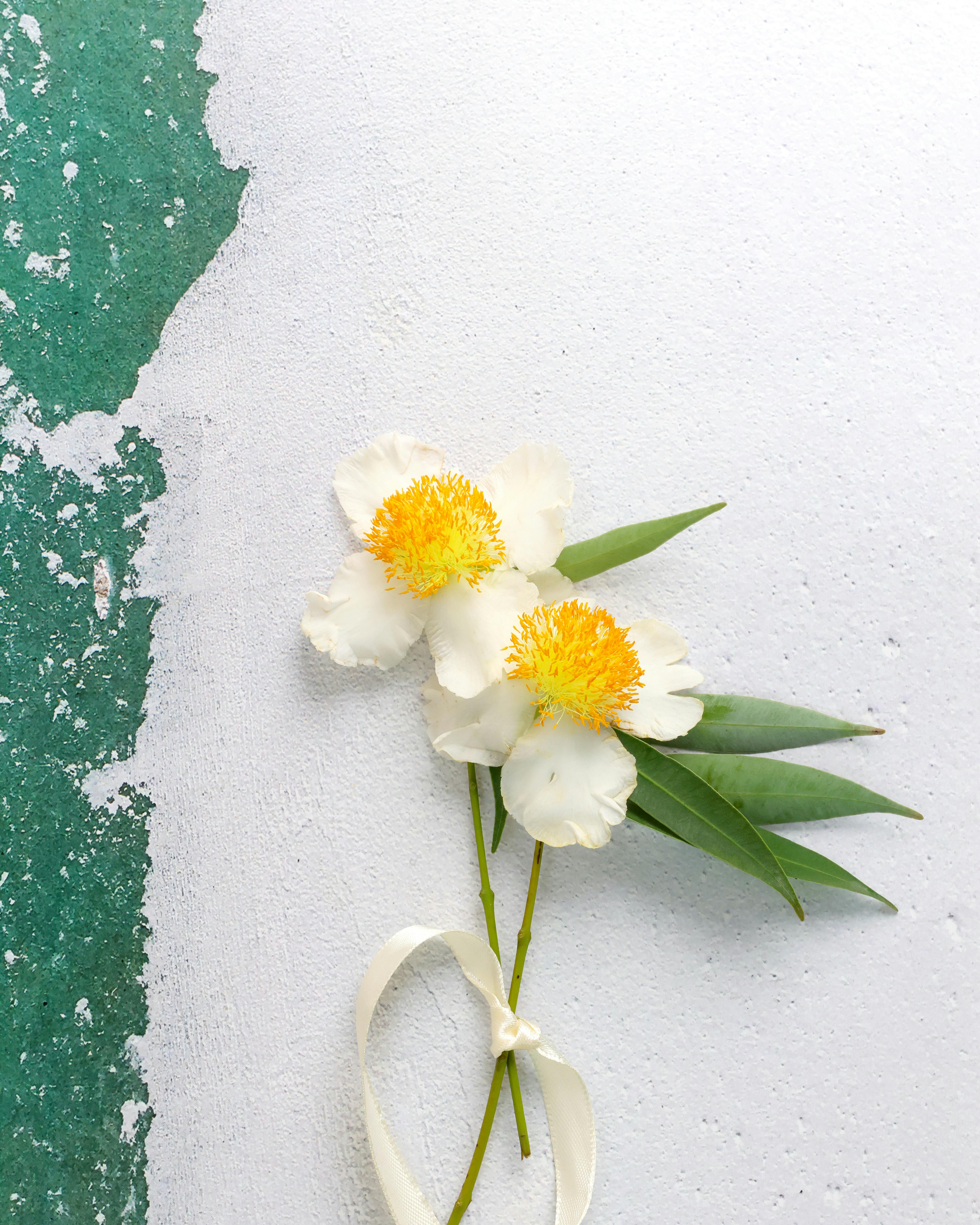 Flowers of Ceylon Ironwood Tree Tied with Ribbon · Free Stock Photo