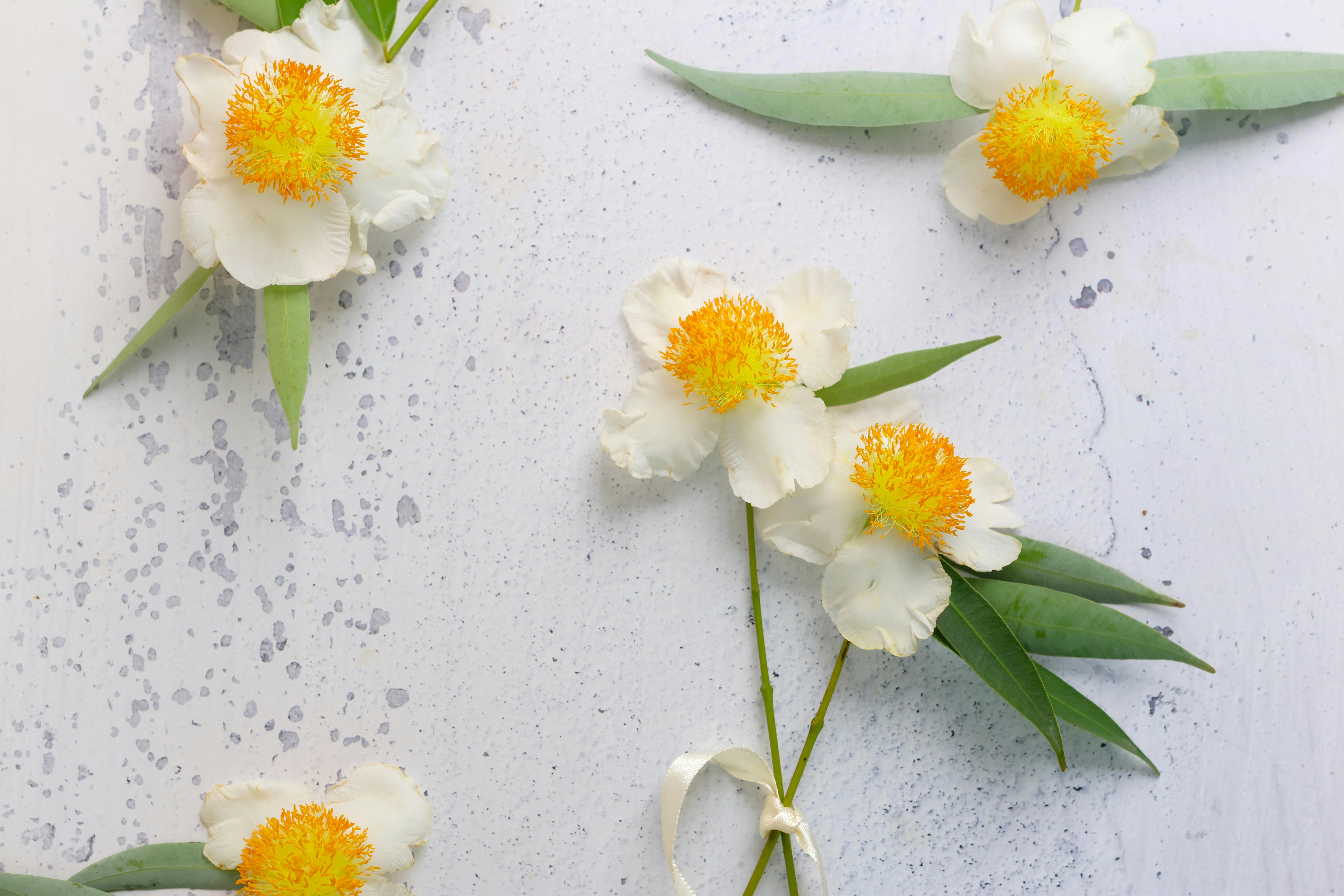 Decoration Made With Ceylon Ironwood Flowers · Free Stock Photo