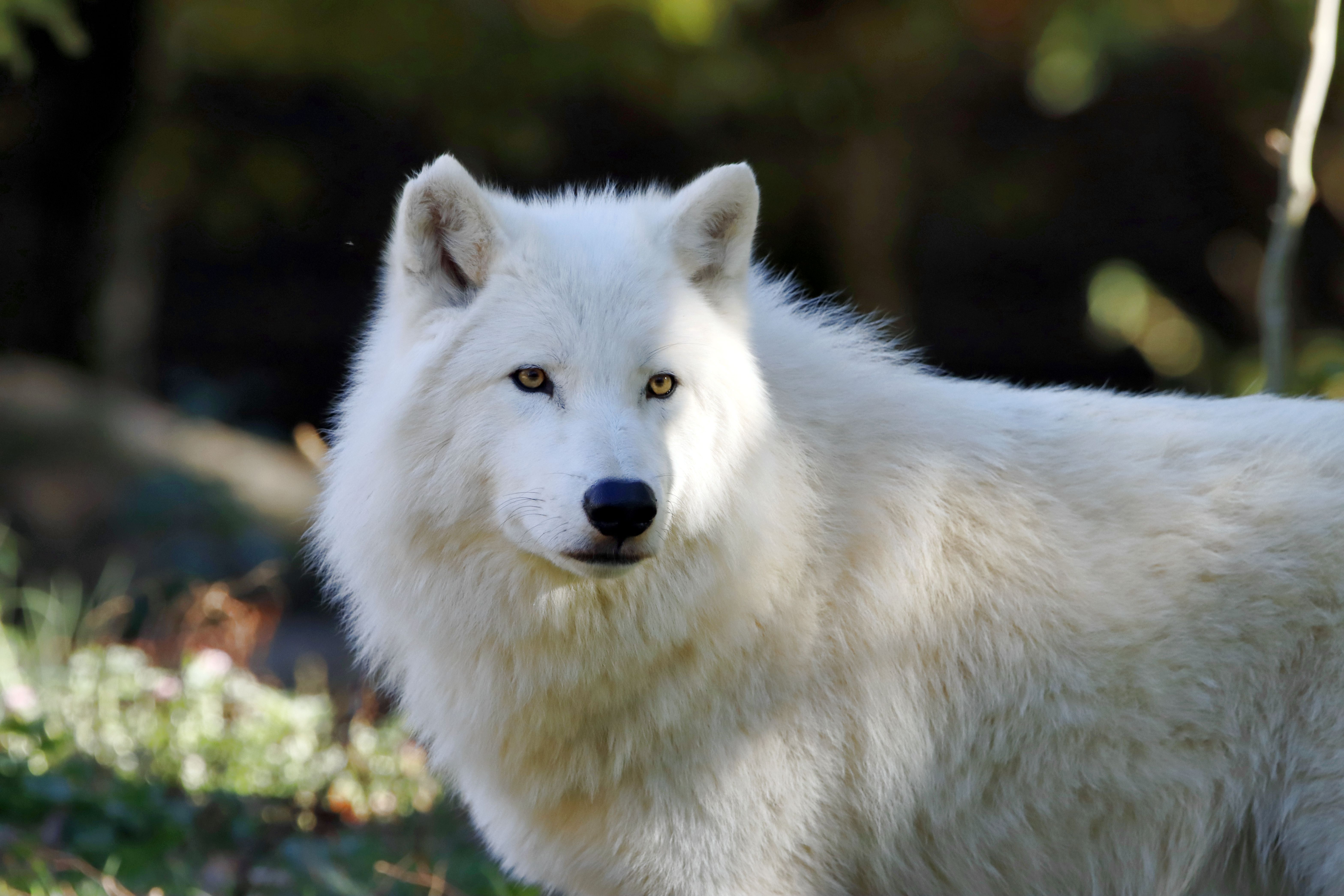 Photo gratuite de adaptation, animal, animal de la forêt, beauté ...