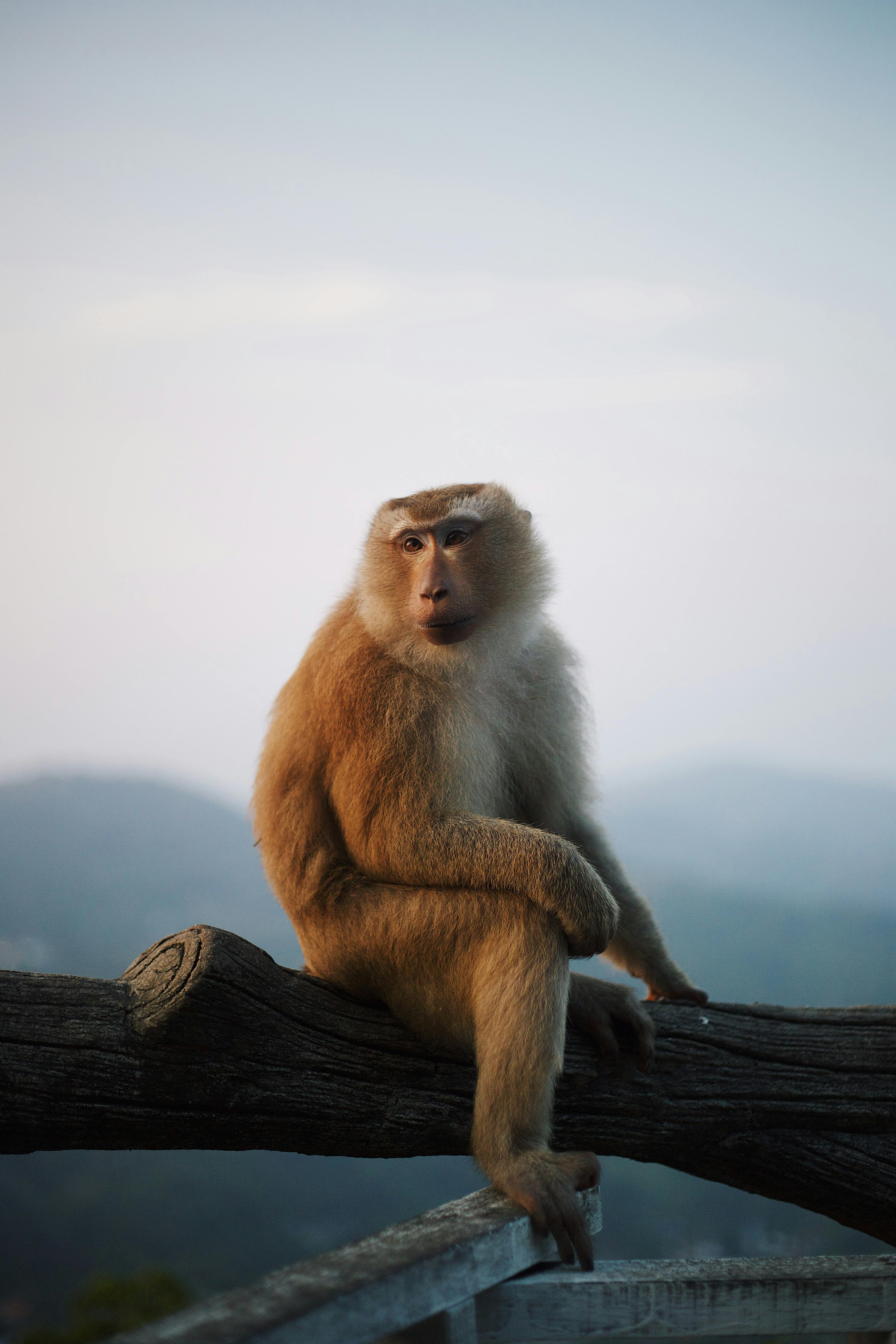 Monkey No Background Photos, Download The BEST Free Monkey No ...