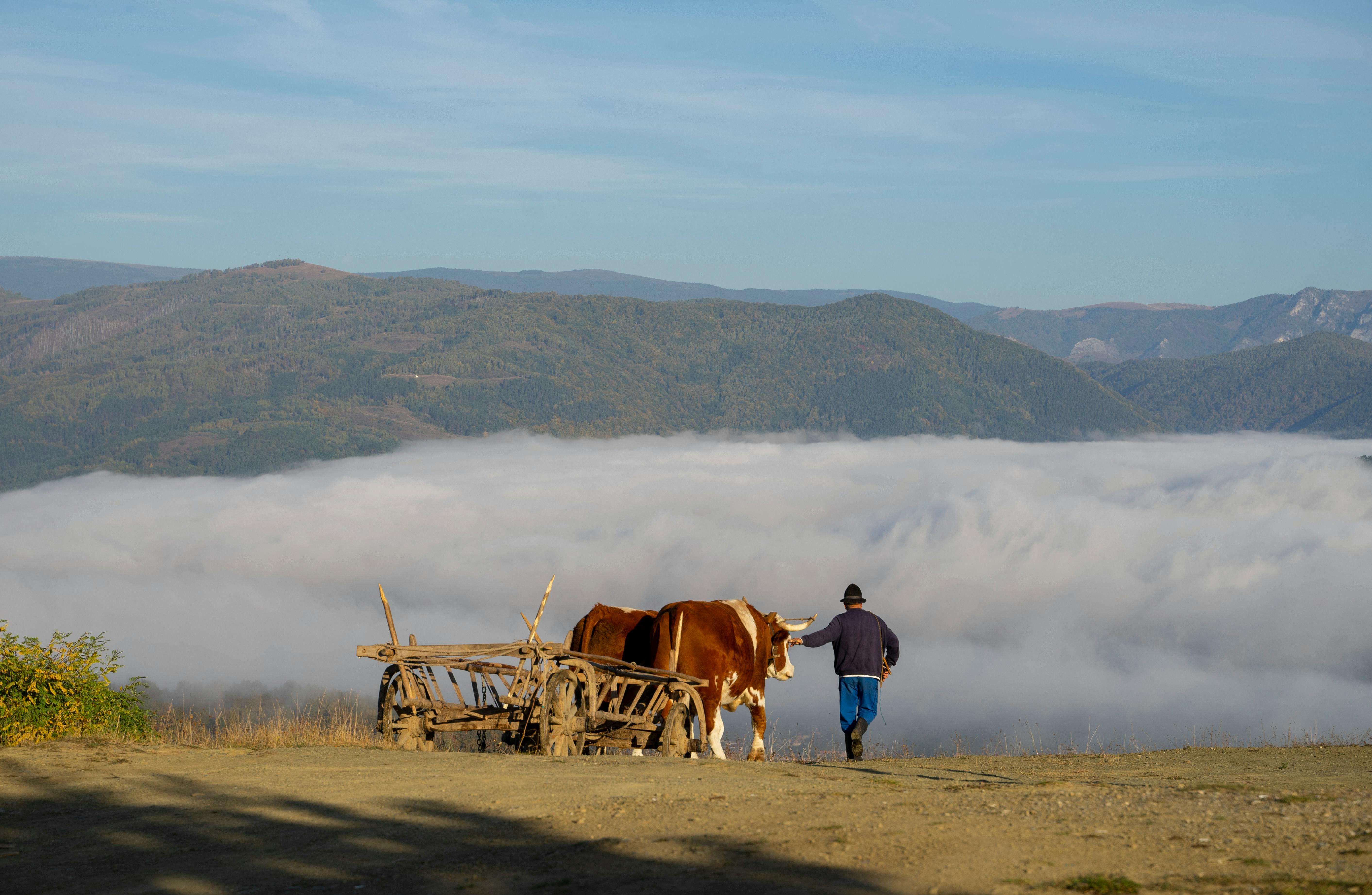 People Riding on Bullock Cart · Free Stock Photo