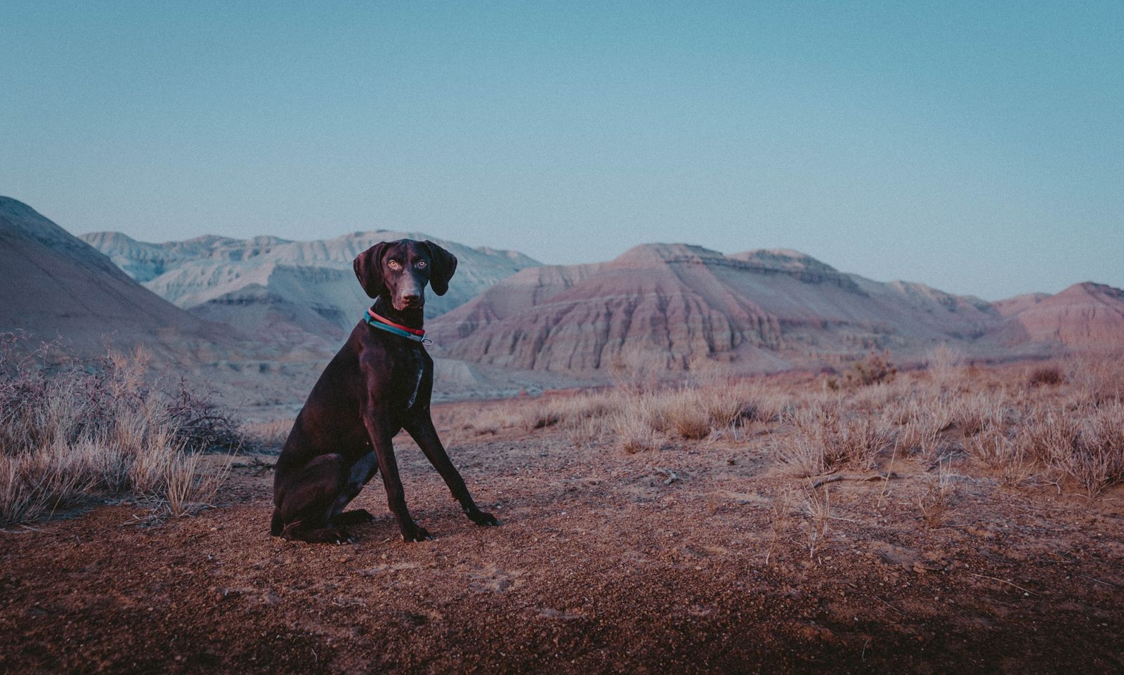 Dog Desert Photos, Download The BEST Free Dog Desert Stock Photos & HD ...
