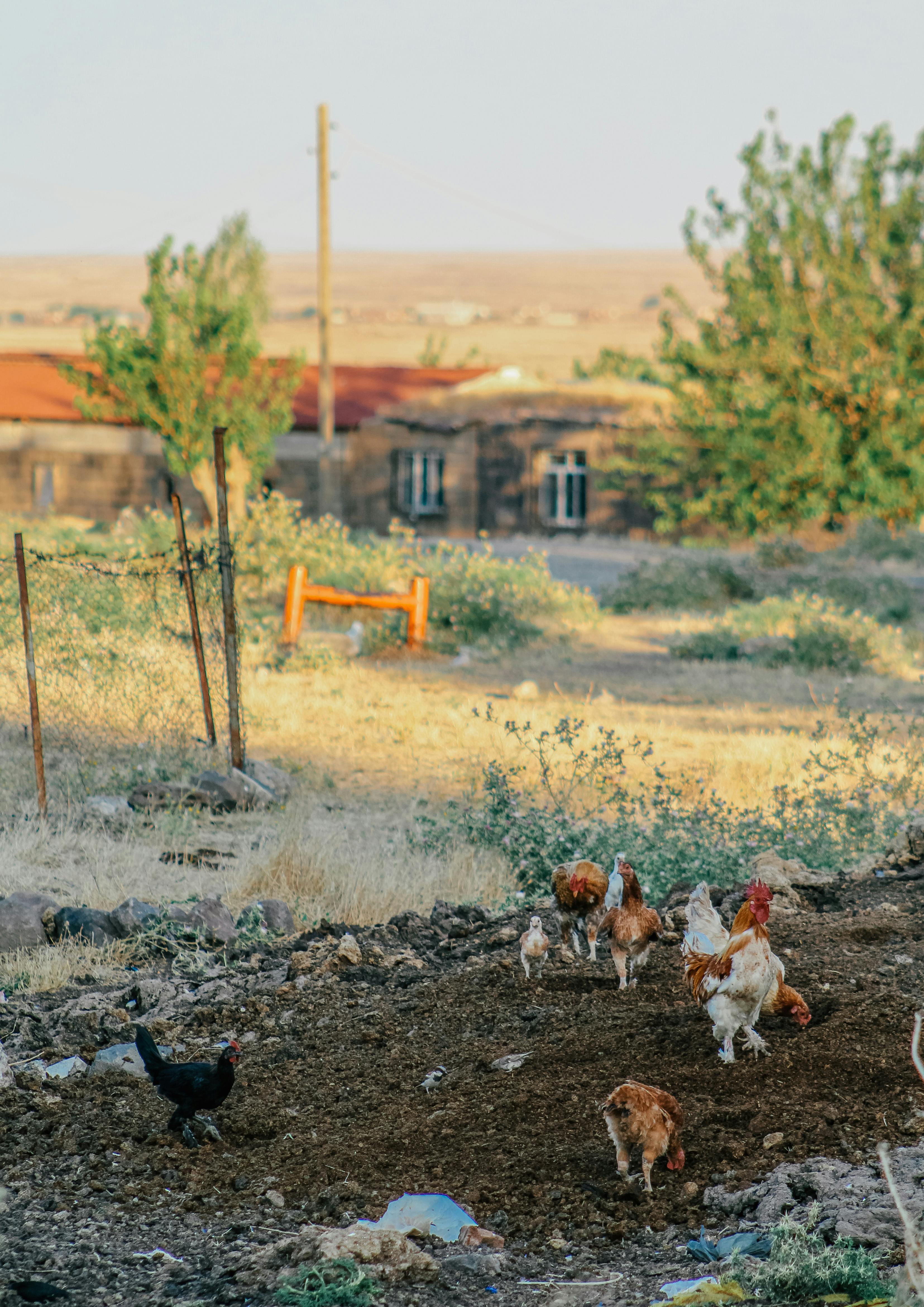Group of Chicken in a Farm Yard · Free Stock Photo