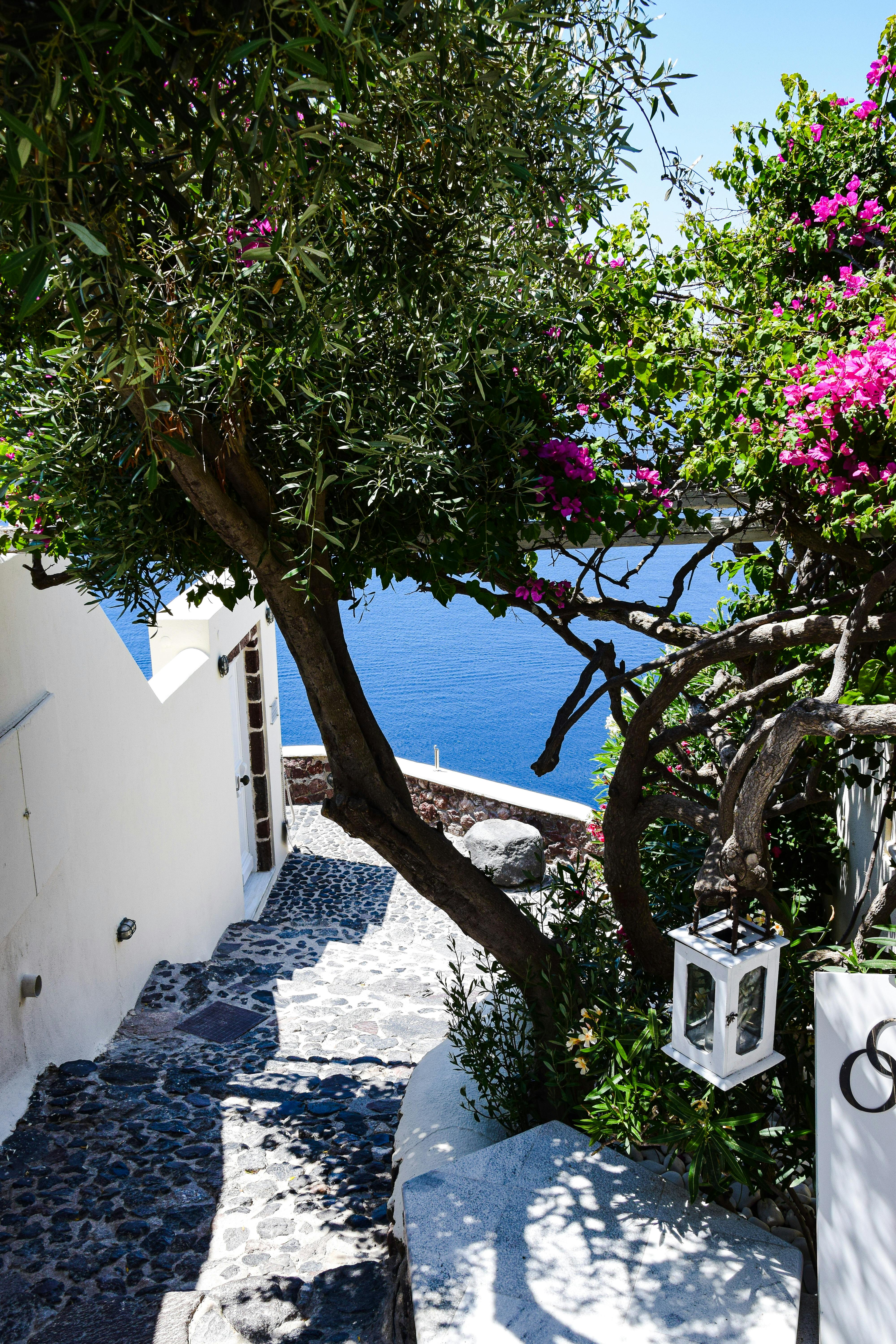 Trees with Pink Blossoms in Alley in Town in Greece · Free Stock Photo