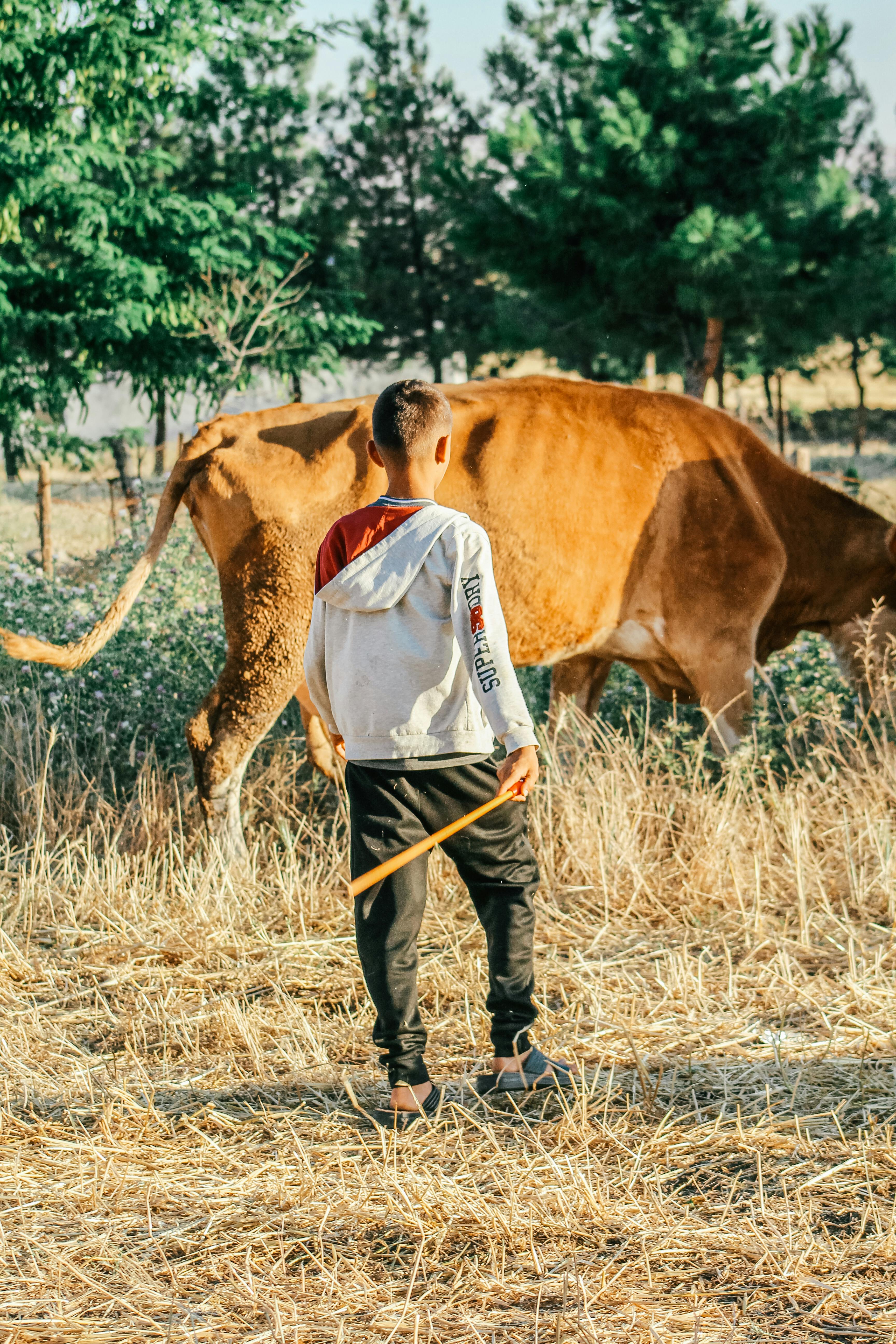 Boy with Cow on Pasture · Free Stock Photo