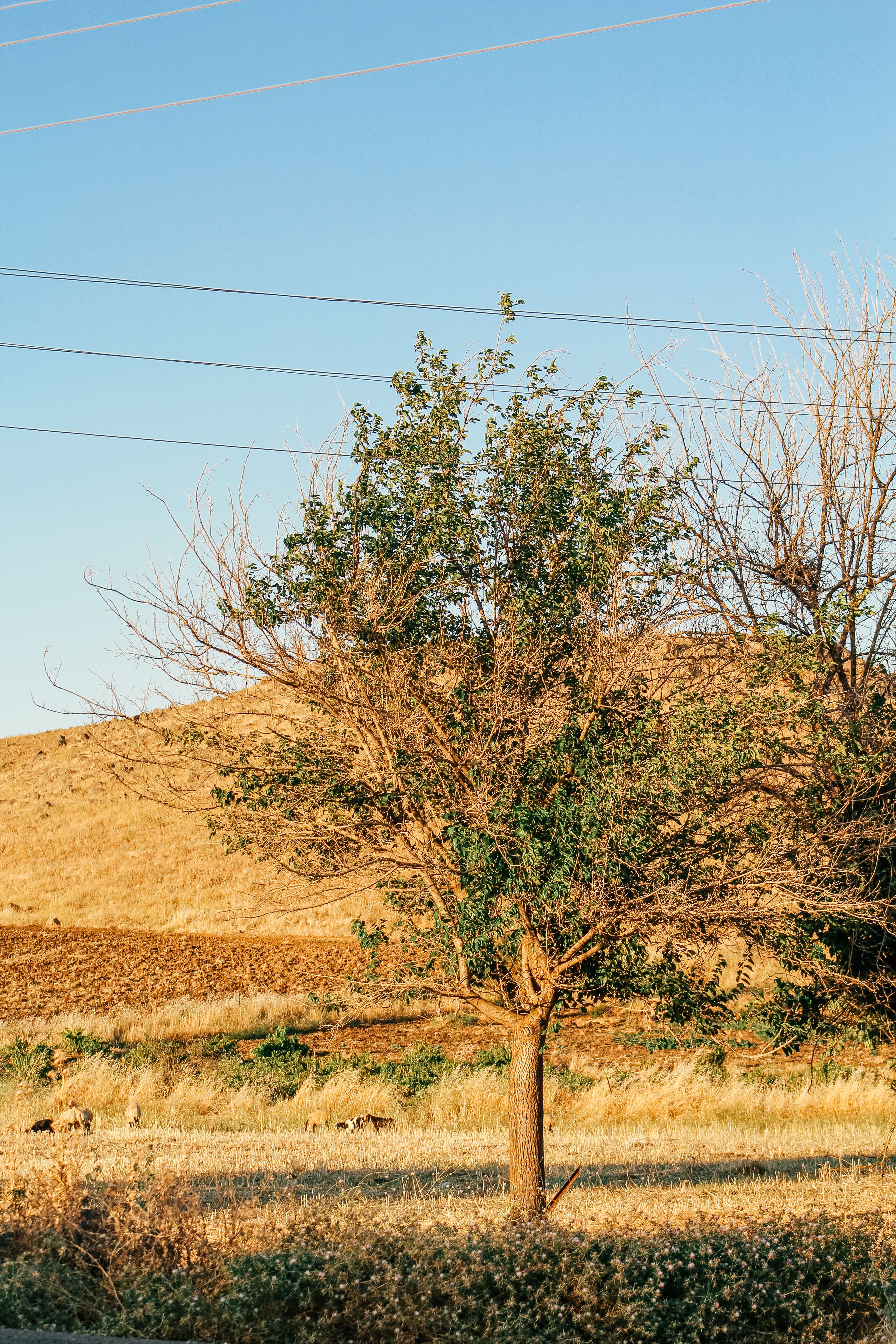 Single Tree on Grassland · Free Stock Photo