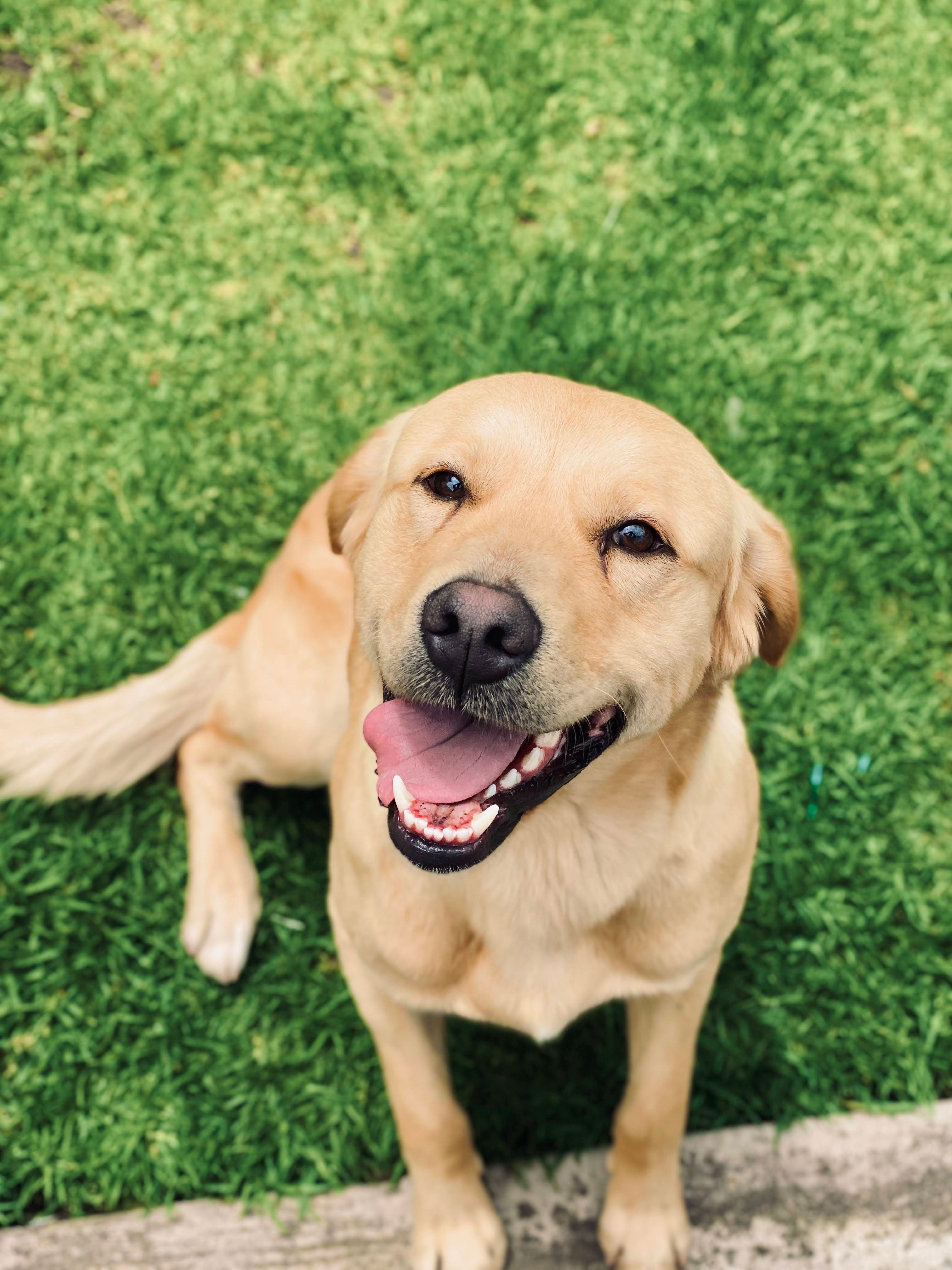 Happy Labrador Retriever · Free Stock Photo