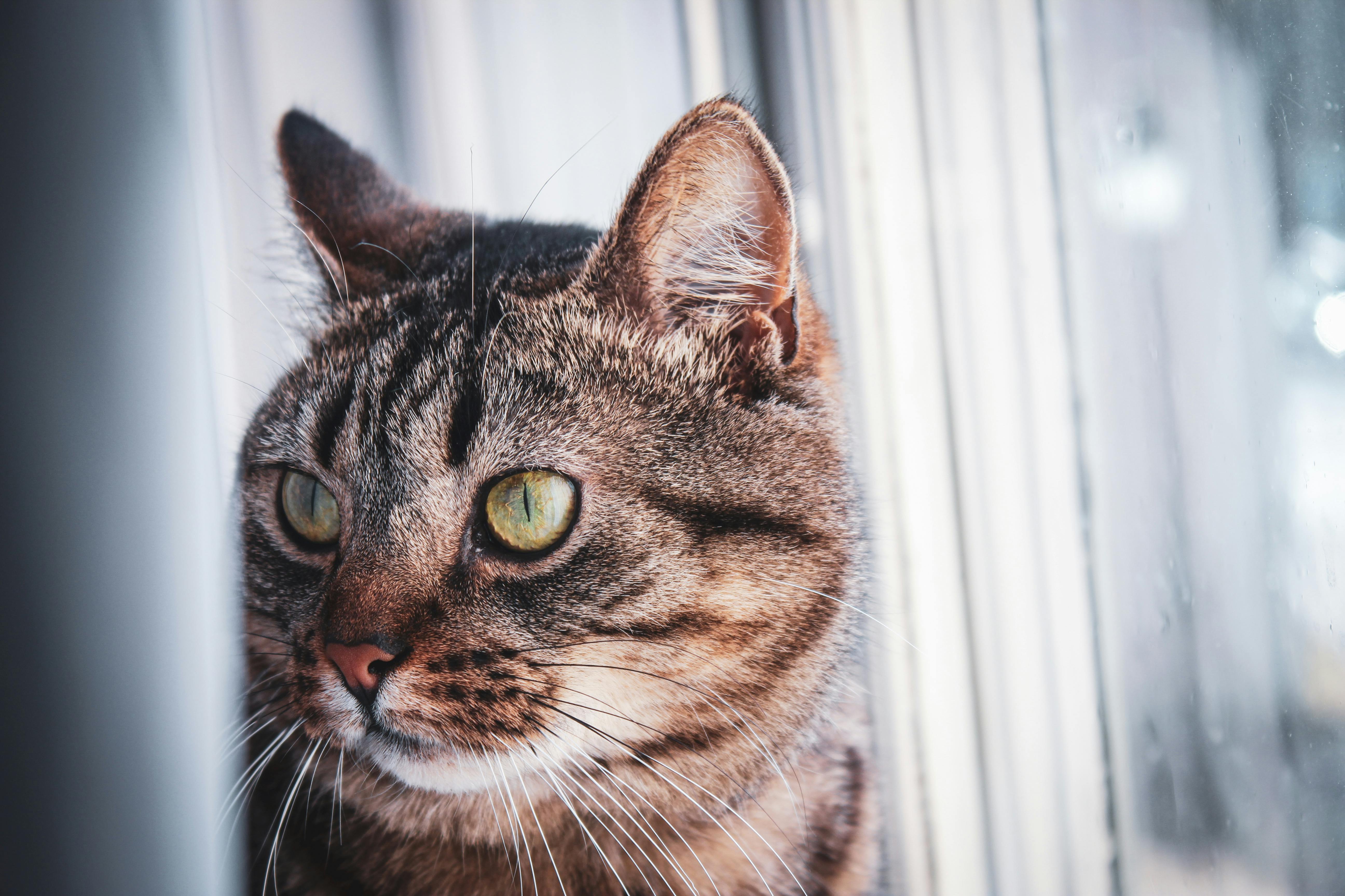 Close up of Cat Head · Free Stock Photo
