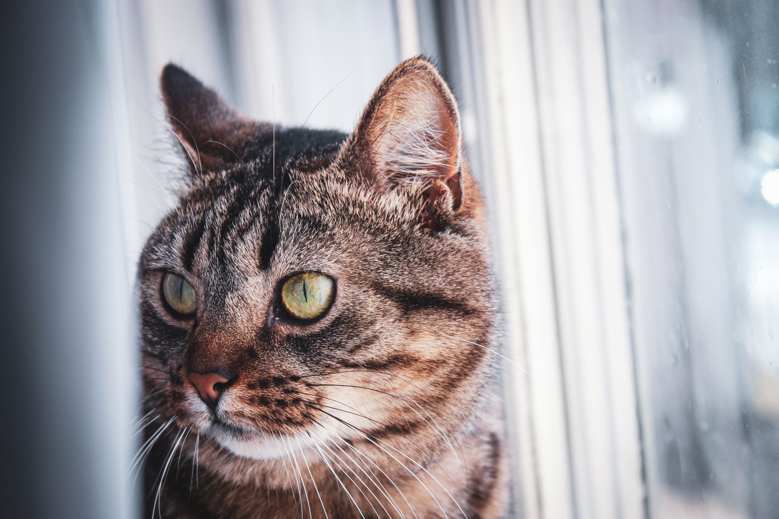 Cat Windows Wallpaper Photos, Download The BEST Free Cat Windows ...