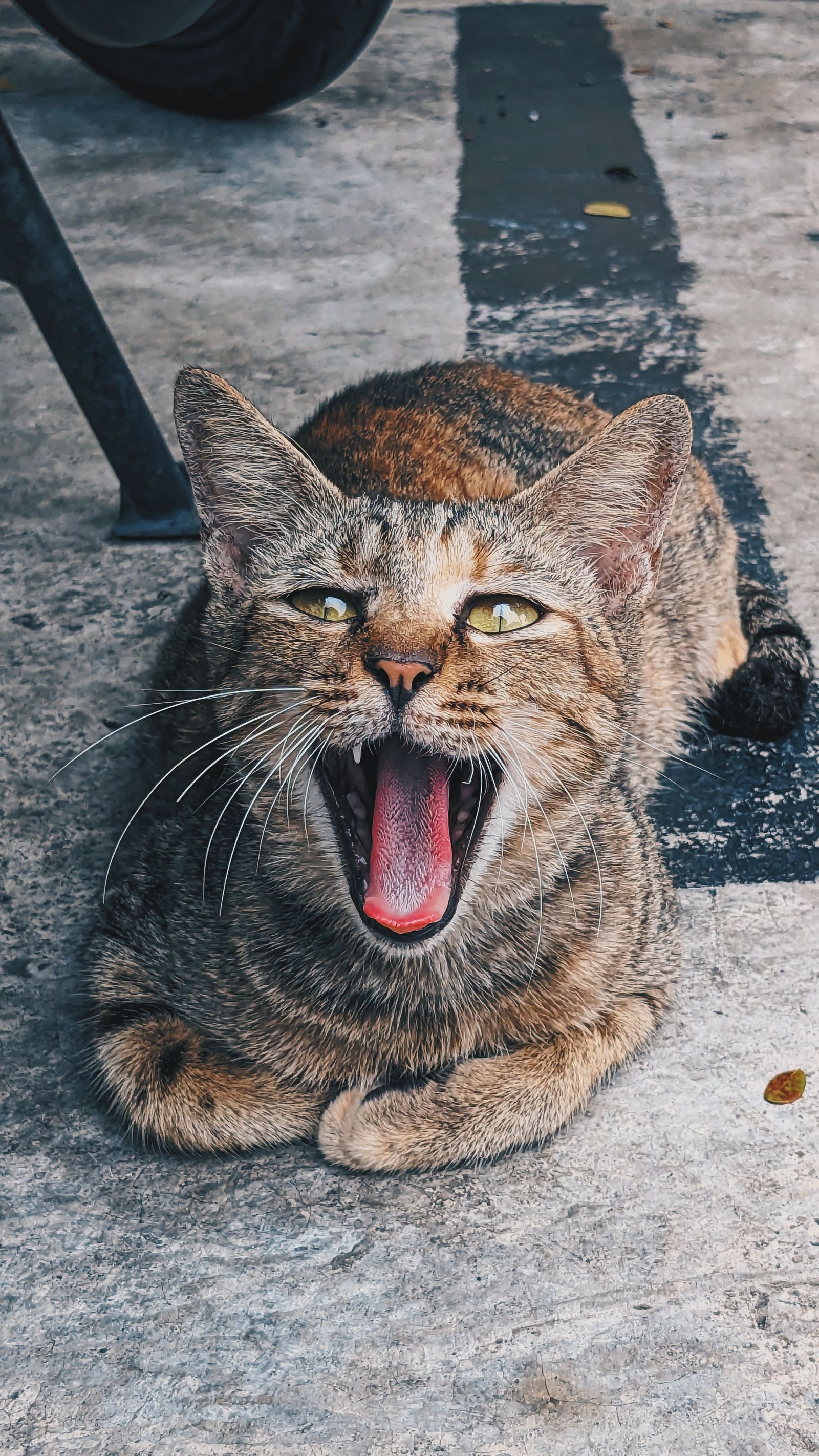Cat Lock Screen Wallpaper Photos, Download The BEST Free Cat Lock ...