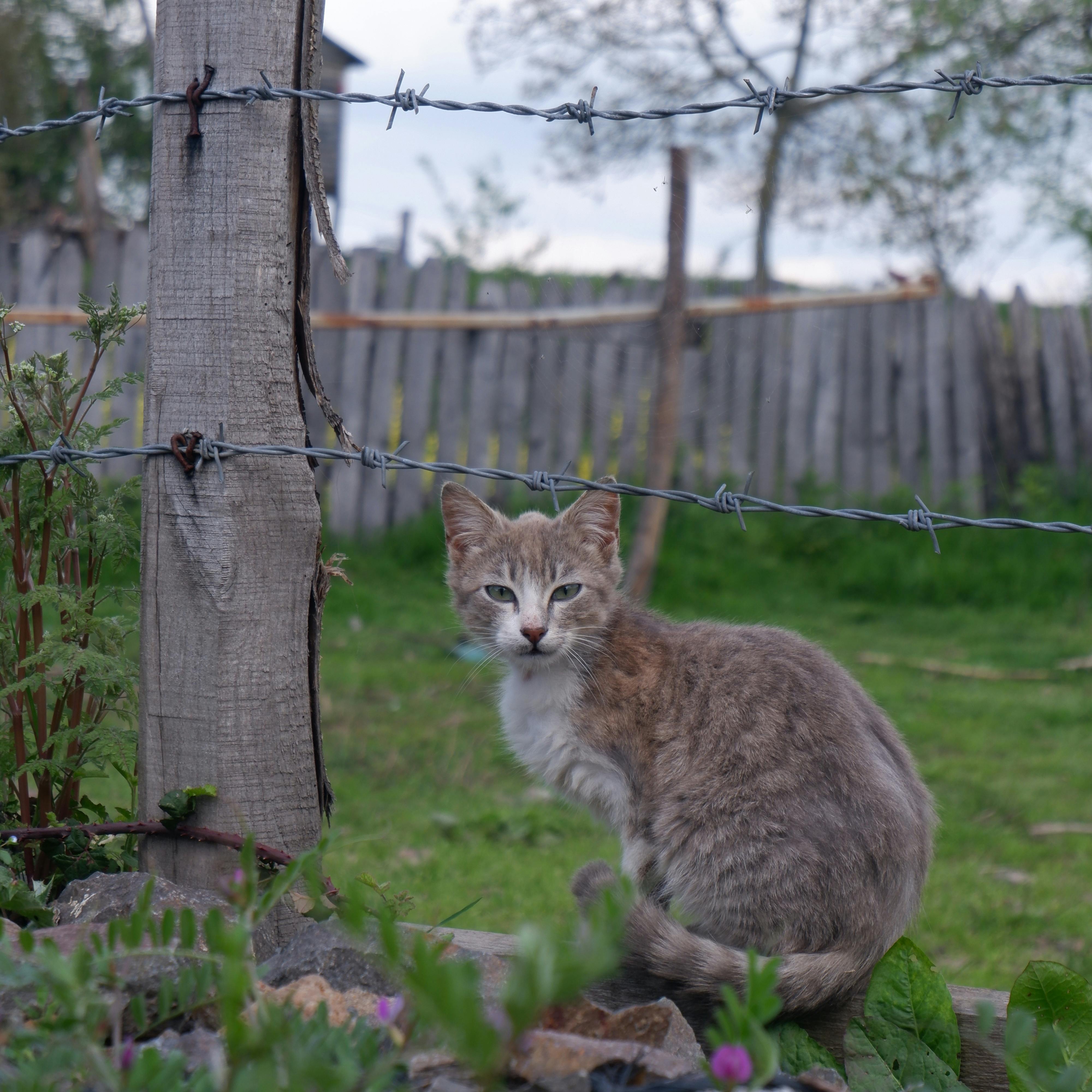 Cat Sitting under Barbed Wire · Free Stock Photo