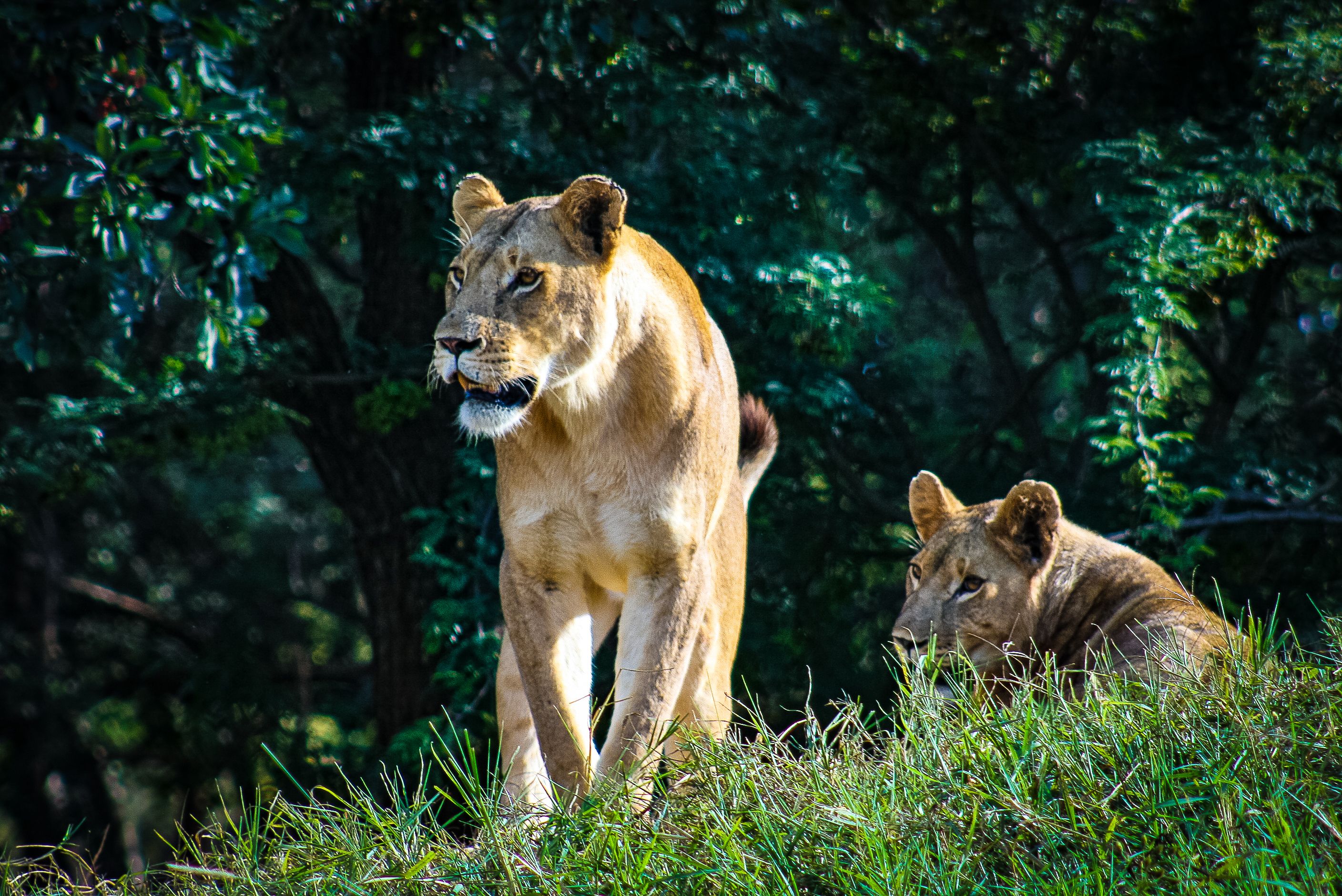 2 Lion on Grass Field during Daytime · Free Stock Photo