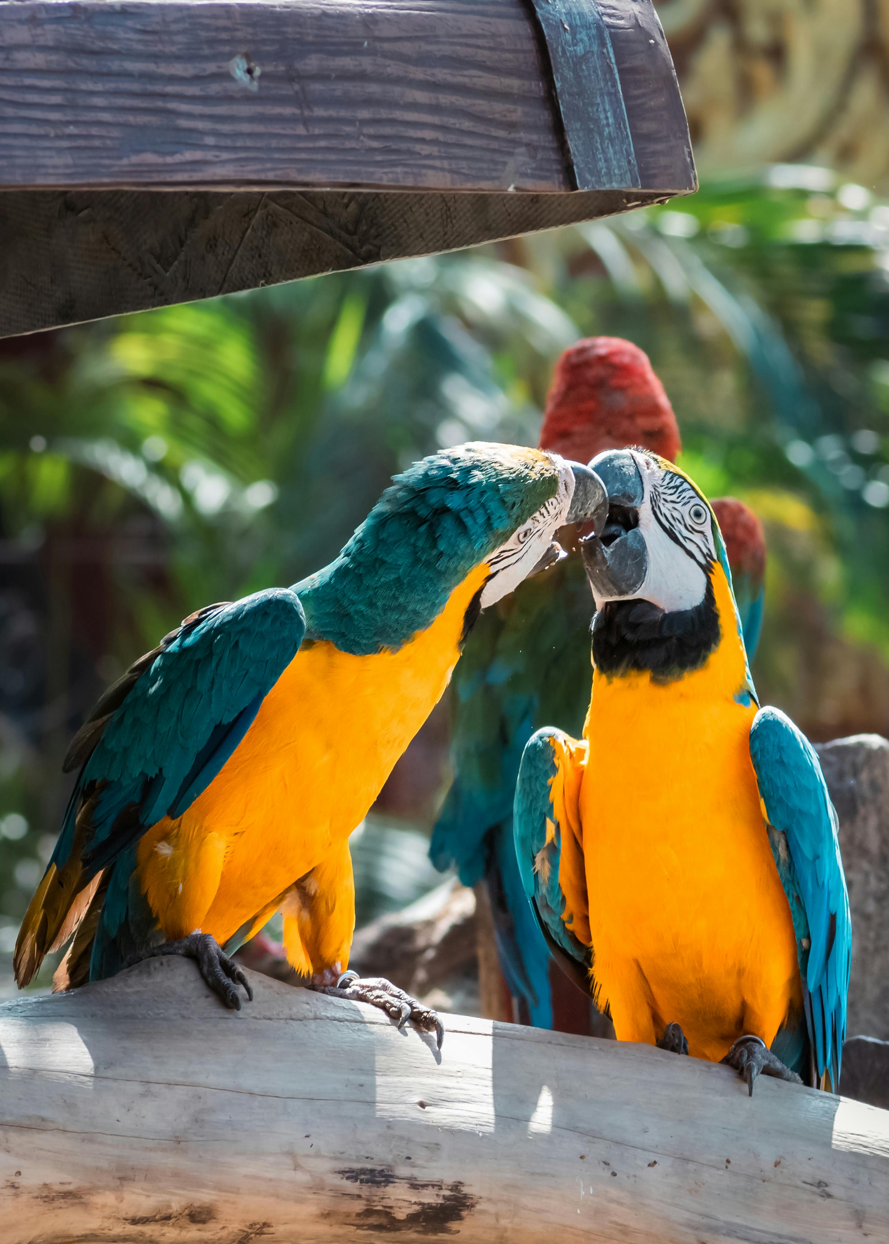 Macaws Parrots Together · Free Stock Photo
