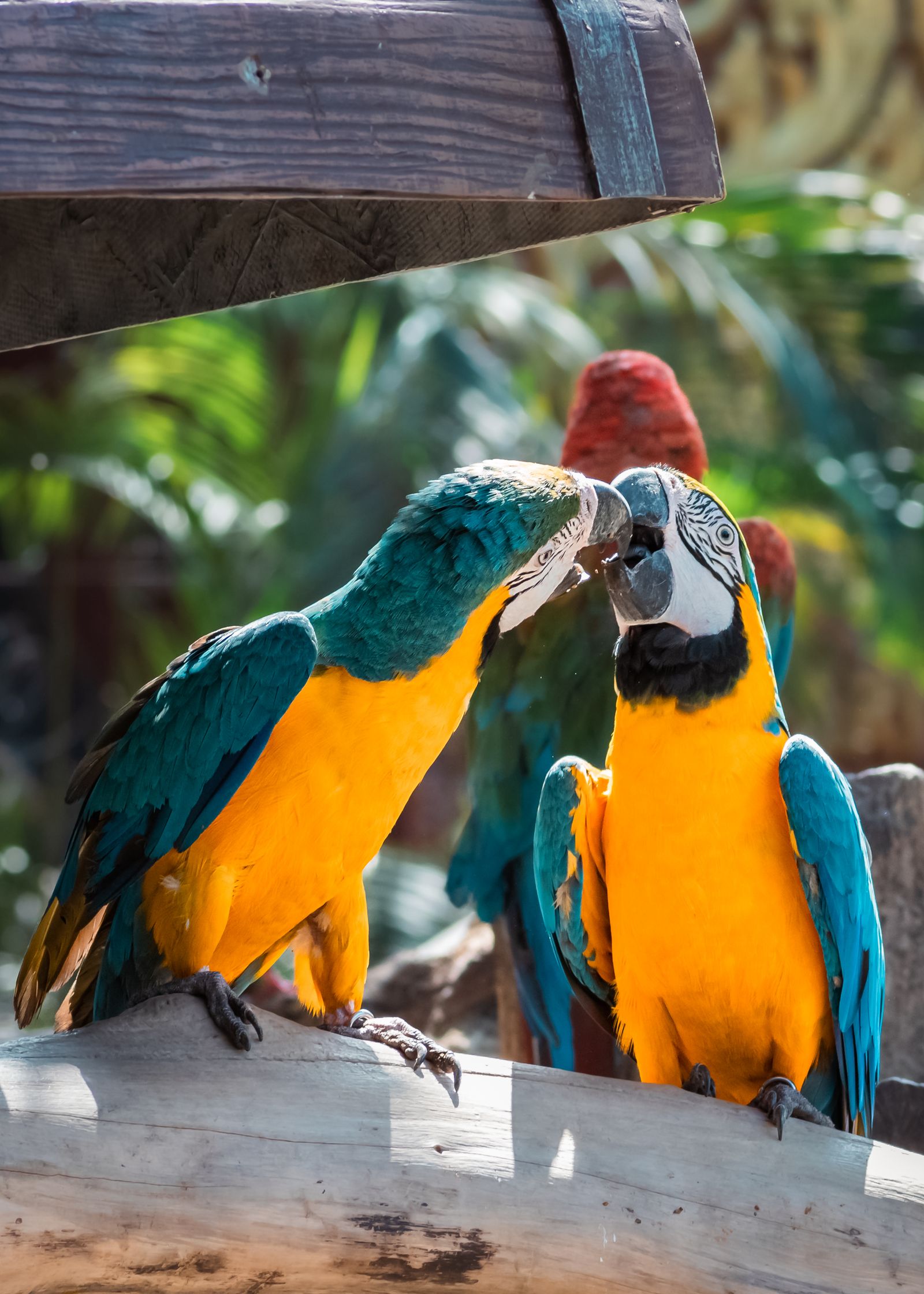 Macaws Photos, Download The BEST Free Macaws Stock Photos & HD Images