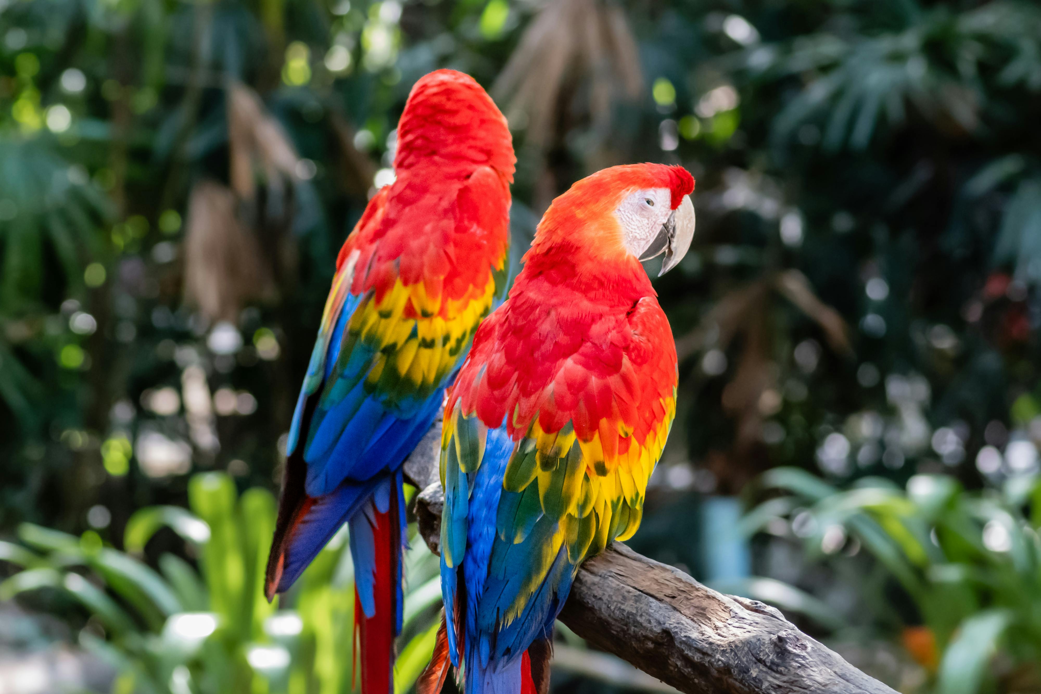 Two Macaws Perching on a Branch · Free Stock Photo